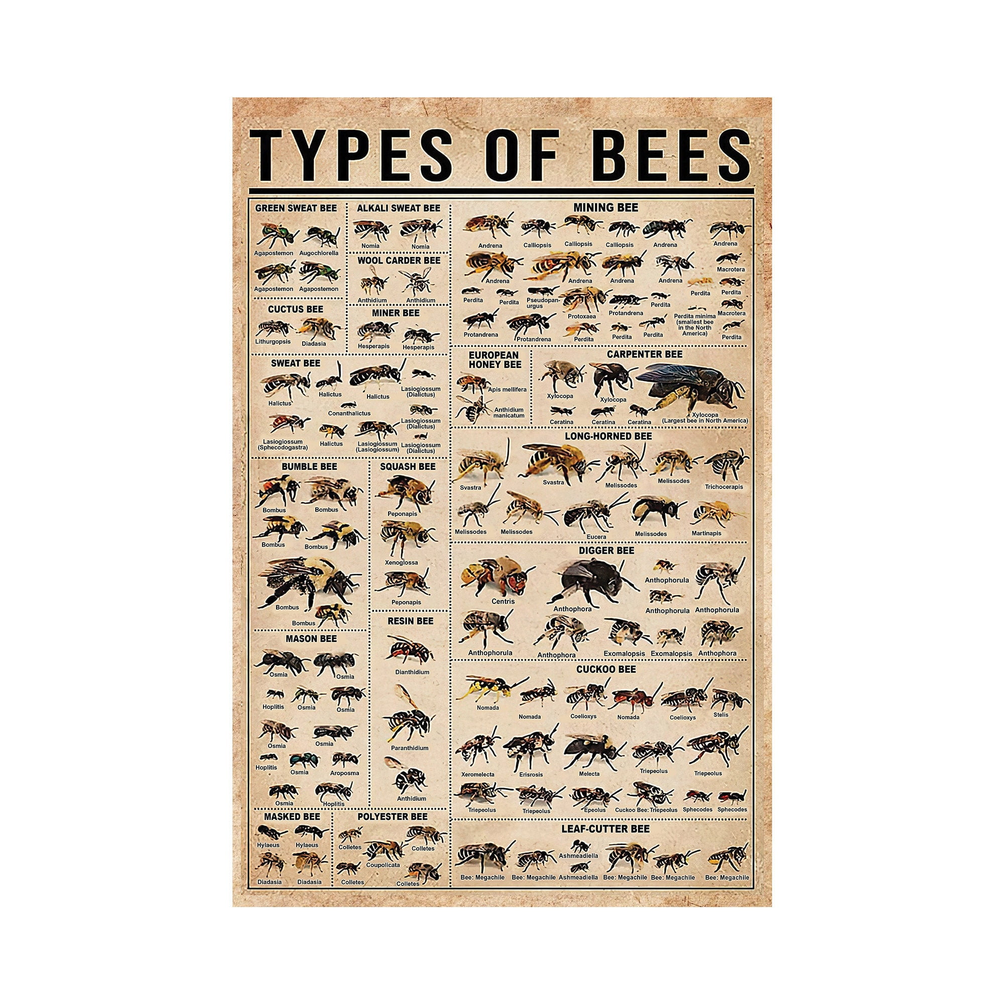 Bee Types Vertical Poster, Types Of Bee Poster, Knowledge Poster, Bee ...