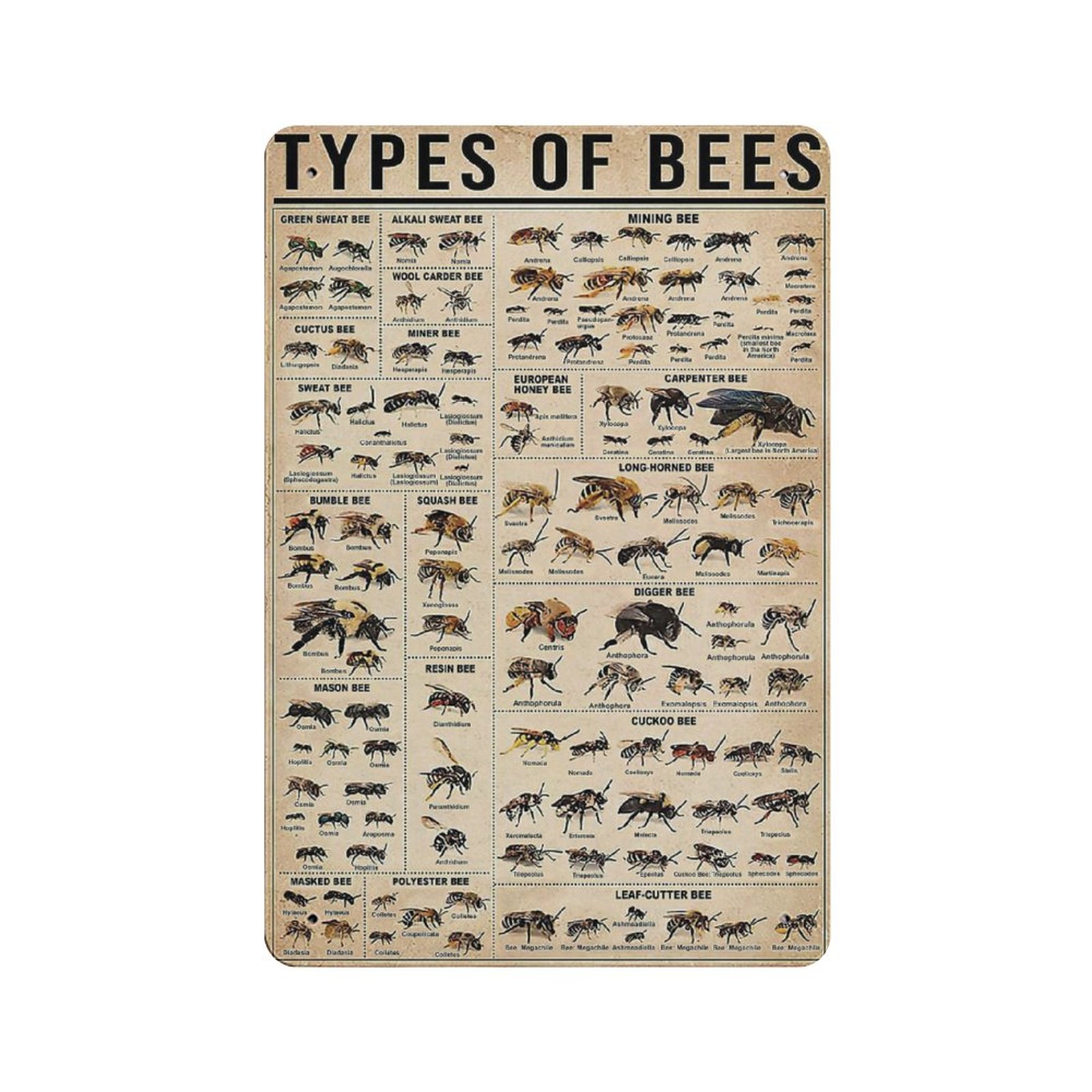 Bee Types Vertical tin sign, Types Of Bee tin sign, Knowledge tin sign ...