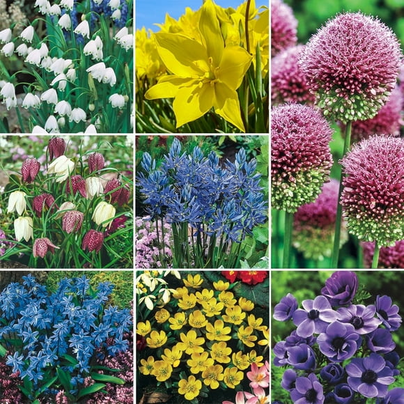 Spring Bulbs in Plant Bulbs - Walmart.com