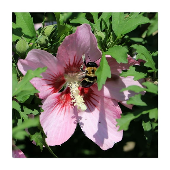 Bee in Hibiscus - Marshall Michigan Photography Flowers Insect Floral ...
