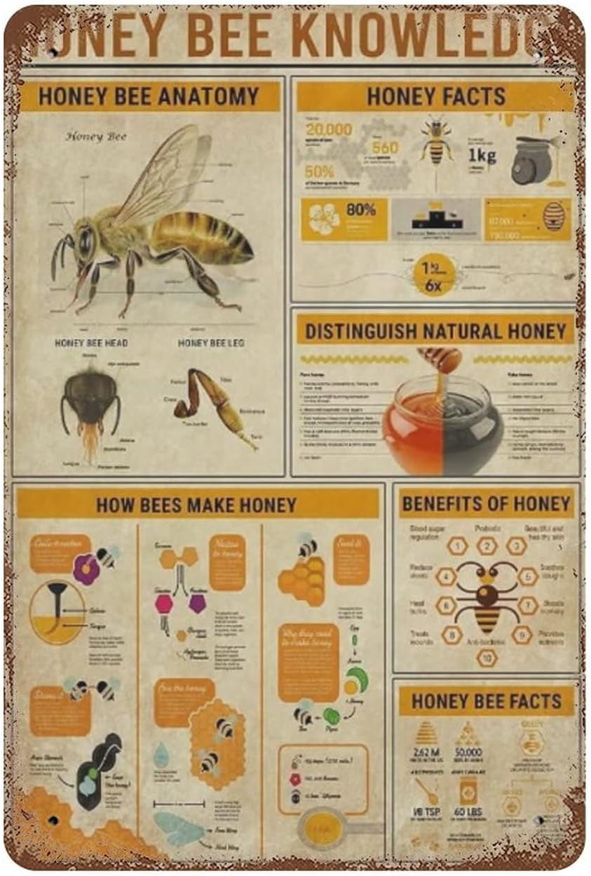 Bee knowledge metal poster, honey bee structure, process map of honey ...