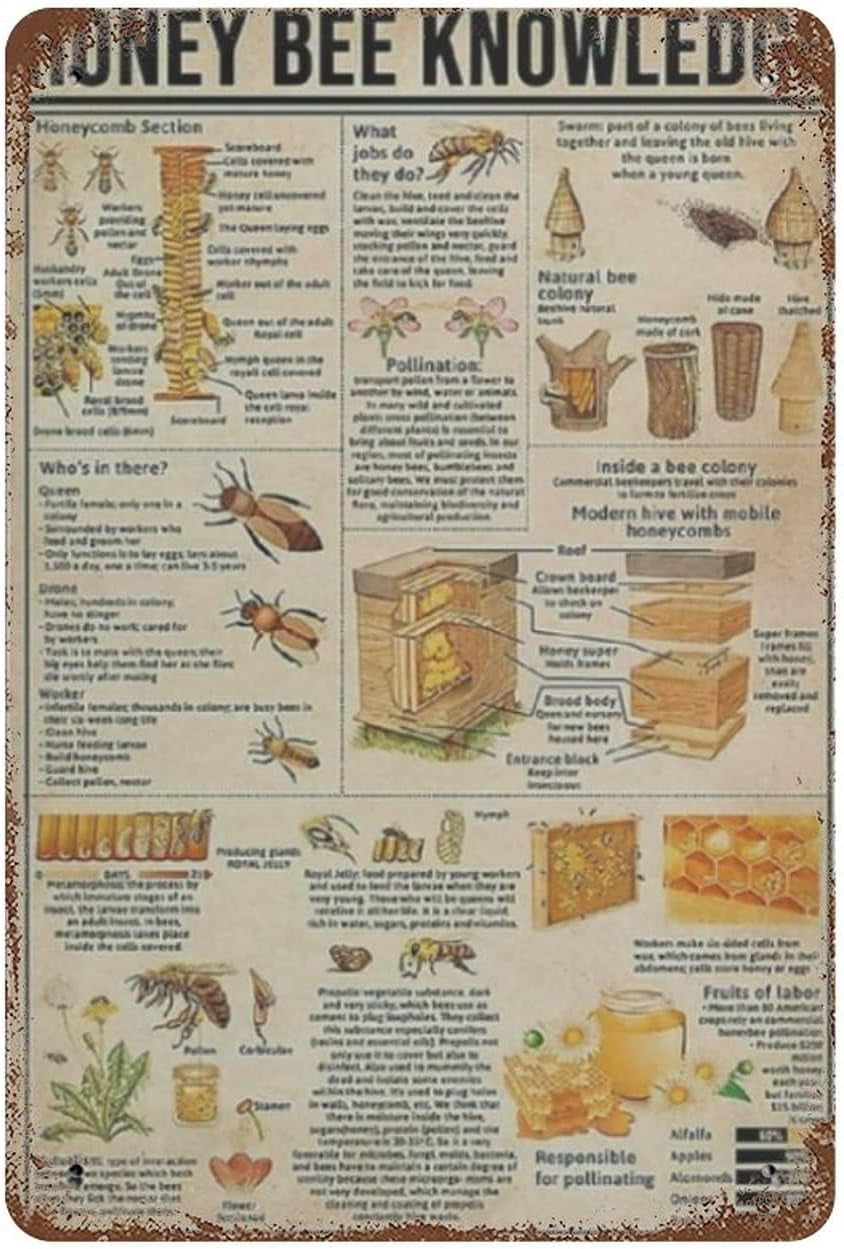 Bee knowledge posters, honey production process posters popular science ...