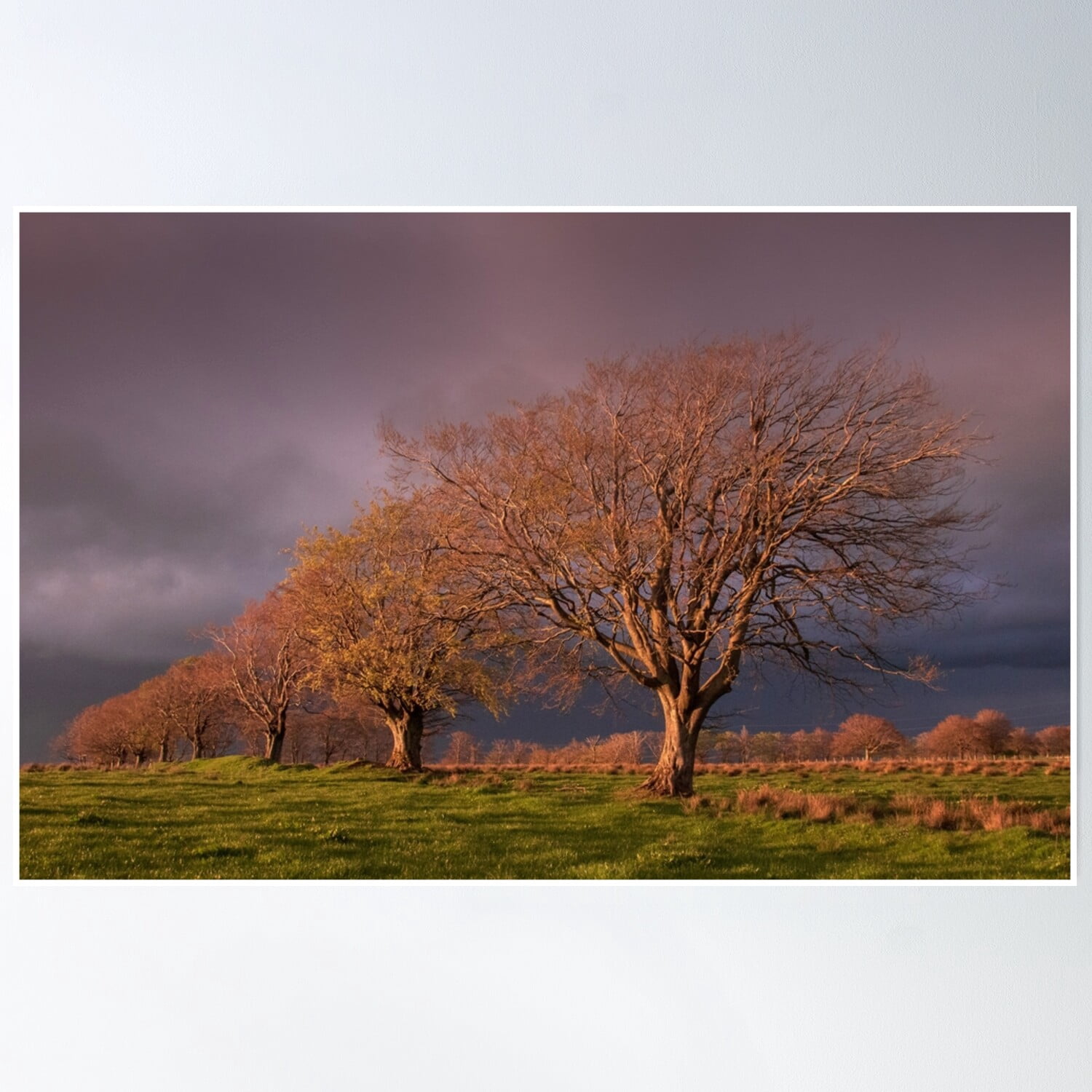 Beech Trees In Autum Poster Wall Art, Modern Wall Decor, 12x18 UNFRAMED ...