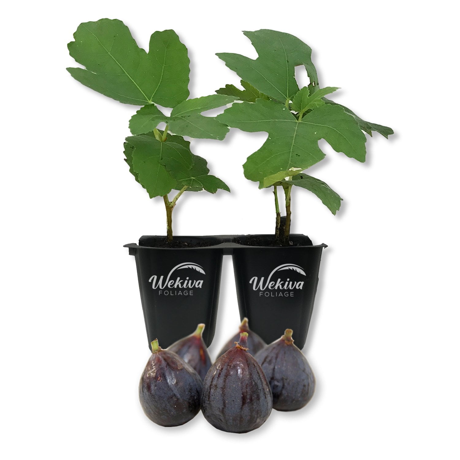 Beer's Black Fig Tree - 2 Live Tissue Culture Starter Plants - Ficus Carica - Edible Fruit Tree ...