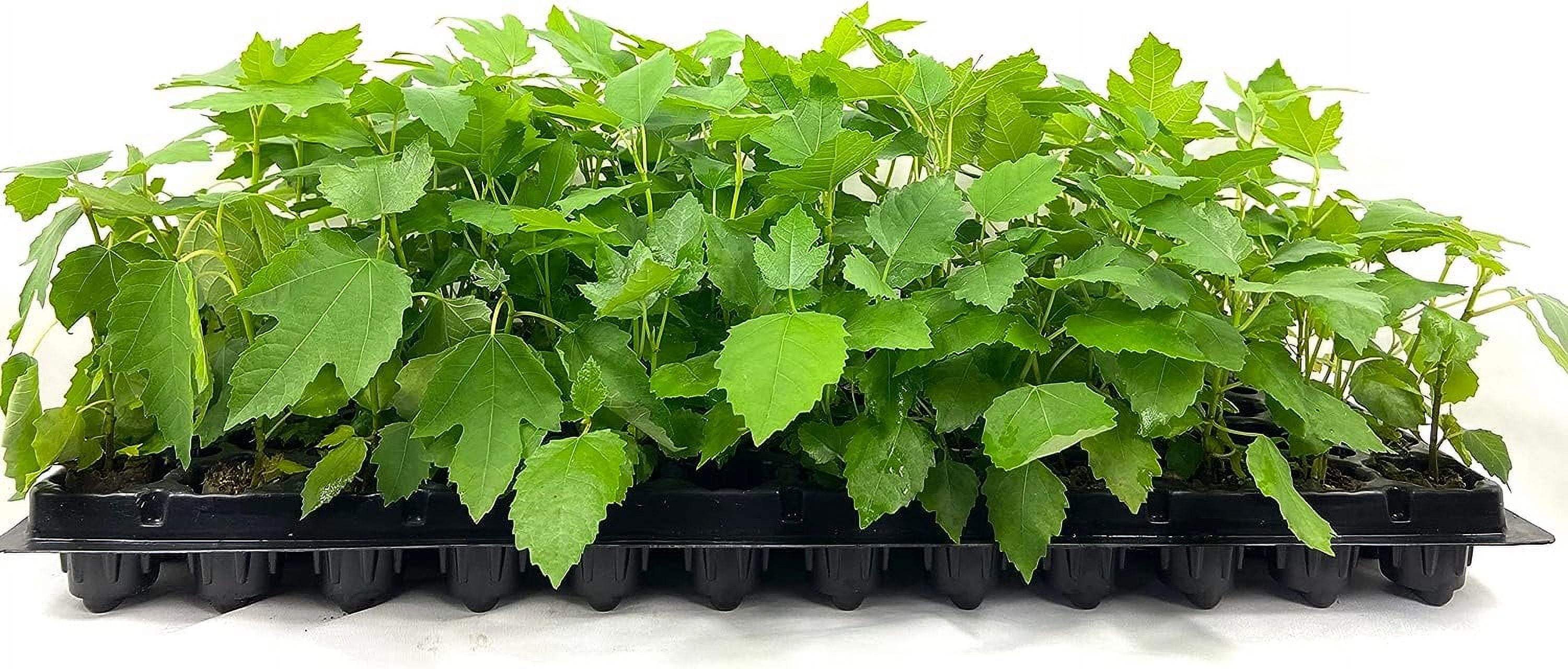 Beer's Black Fig Tree - 20 Live Starter Plants - Ficus Carica - Edible ...