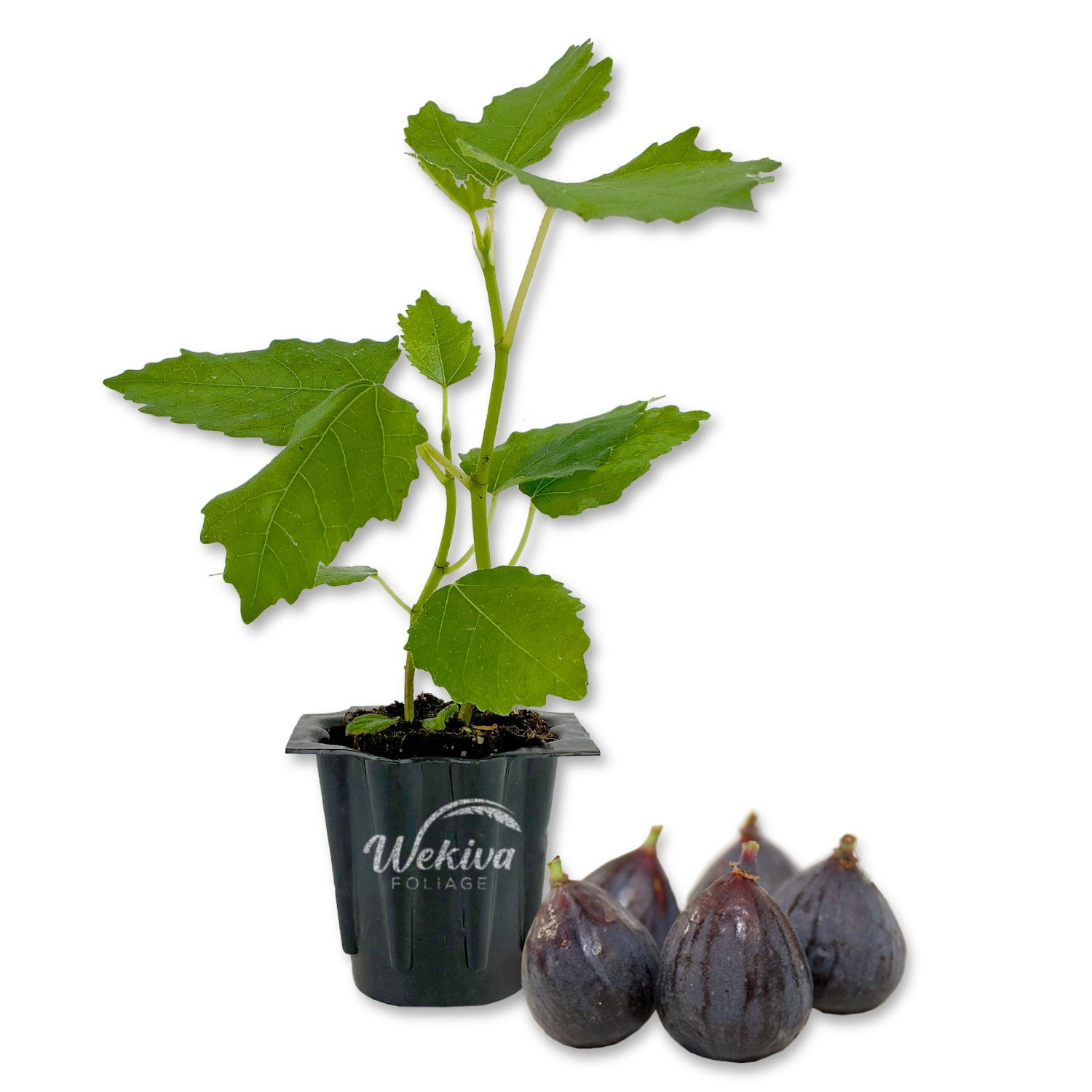 Beer's Black Fig Tree - Live Plant in a 2 Inch Pot - Ficus Carica ...