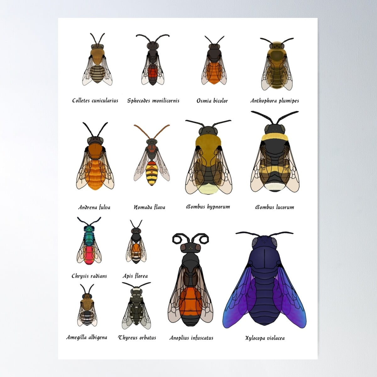 Bees And Wasps Of Europe Poster Wall Art, Modern Wall Decor For Living ...