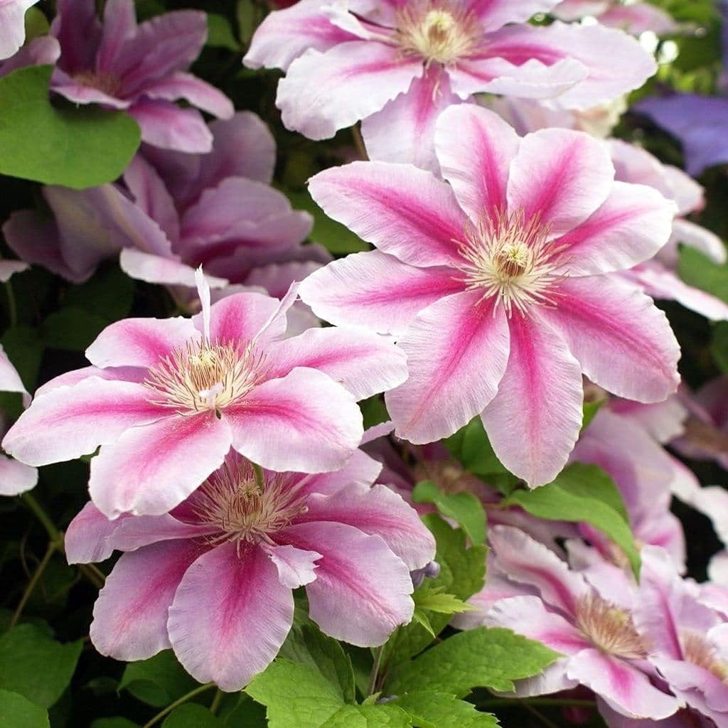 Bees Jubilee Clematis Vine - 5 Live Plants in 4 Inch Growers Pots ...