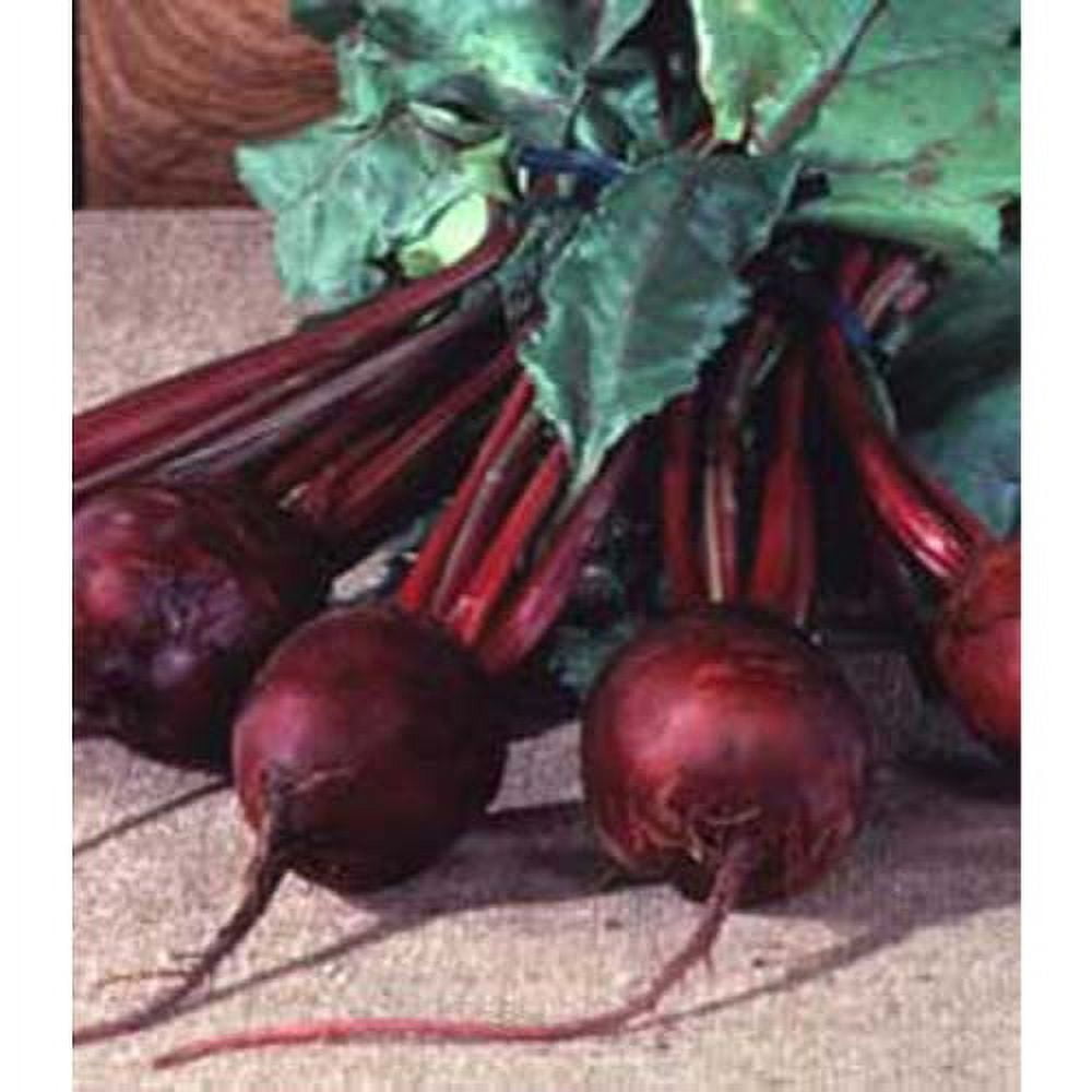 Beet Detroit Dark Red Great Heirloom Vegetable BULK 10,000 Seeds ...