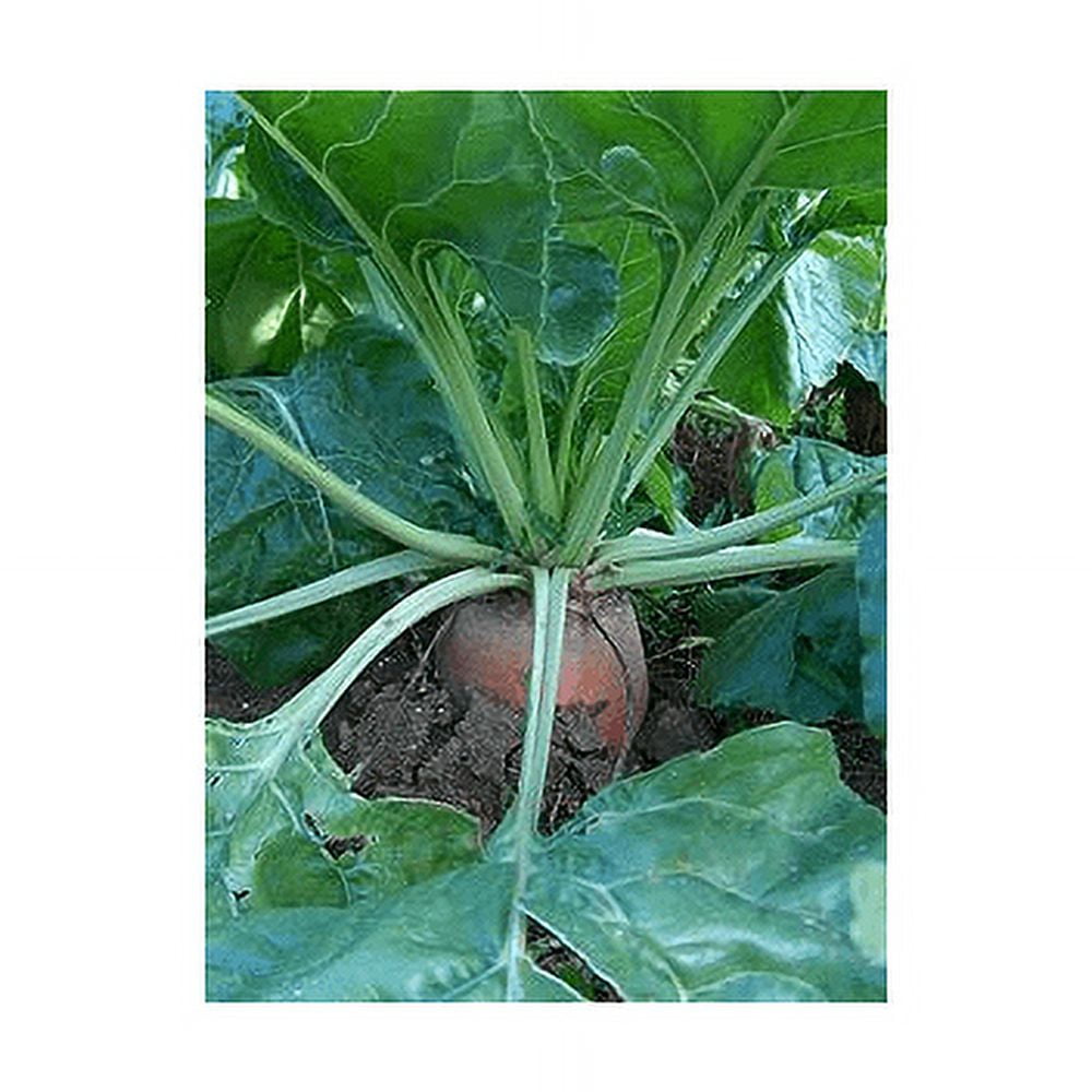 Beet Fodder Red Mammoth Great Heirloom Vegetable by Seed Kingdom Bulk 5 ...