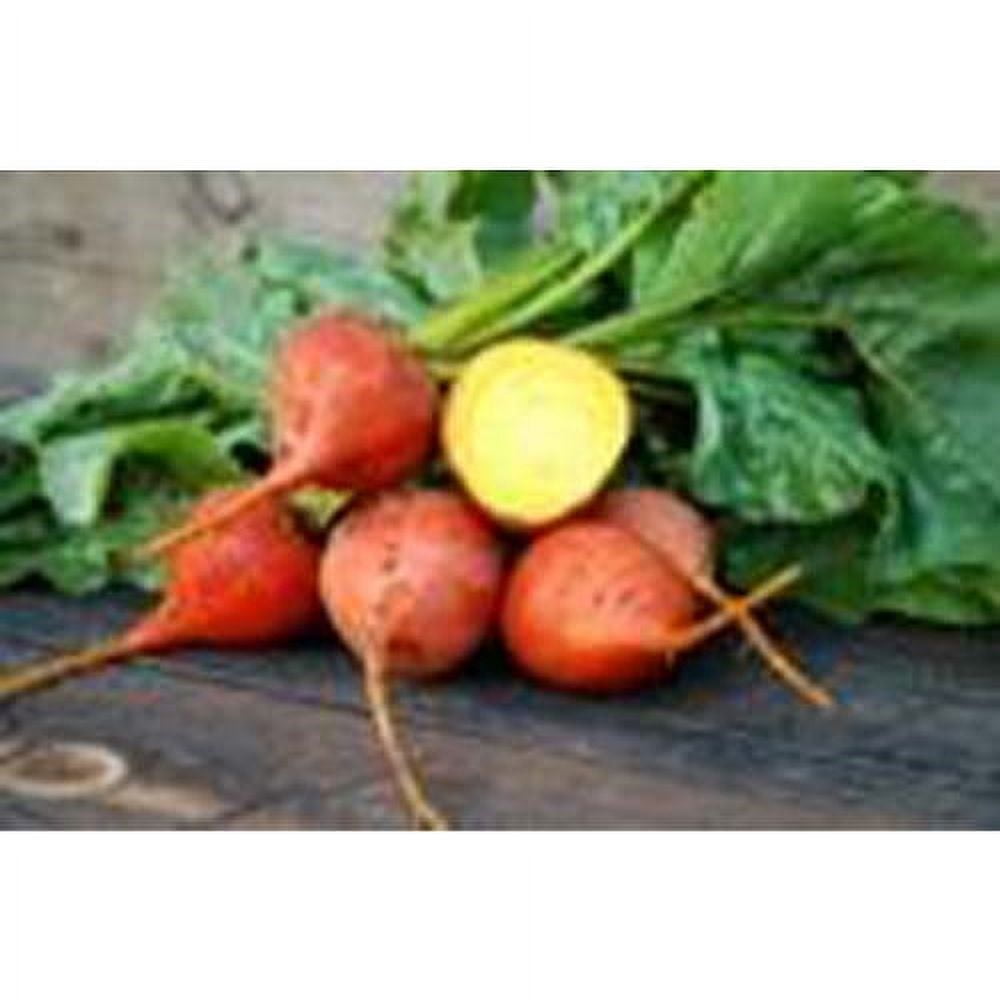 Beet Golden Detroit Great Heirloom Vegetable 100 Seeds - Walmart.com