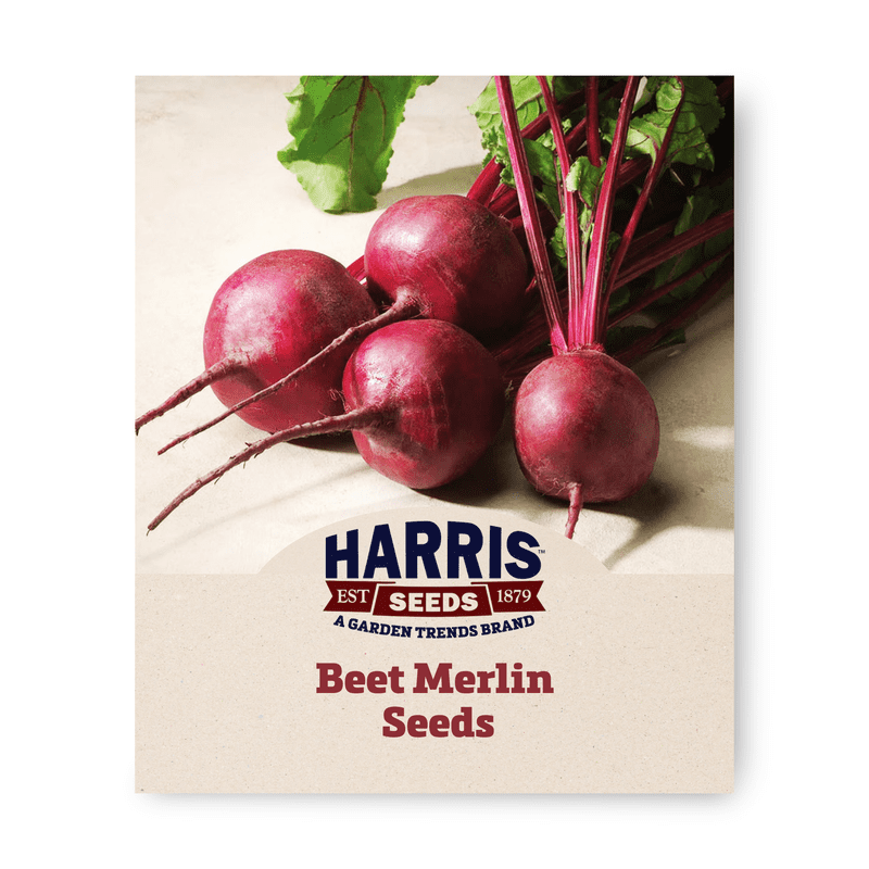 Harris Seeds - Beet Seeds - F1 Hybrid Sweet Merlin Raw Variety - 10K ...