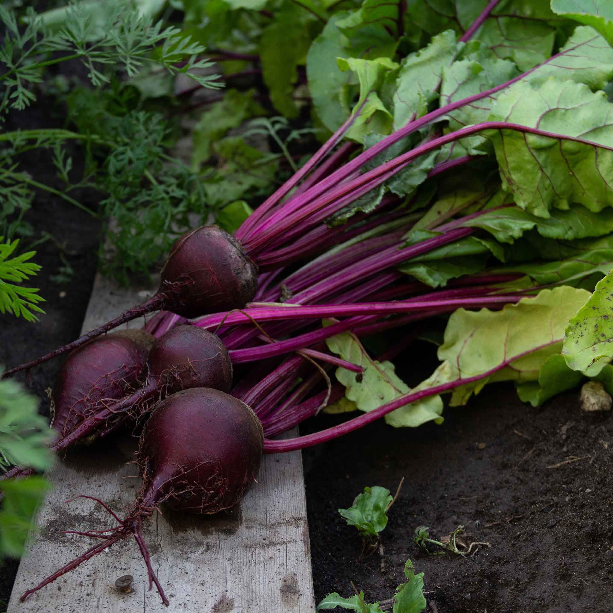 Eden Brothers Beet Seeds (Organic) - Detroit Dark Red - Walmart.com