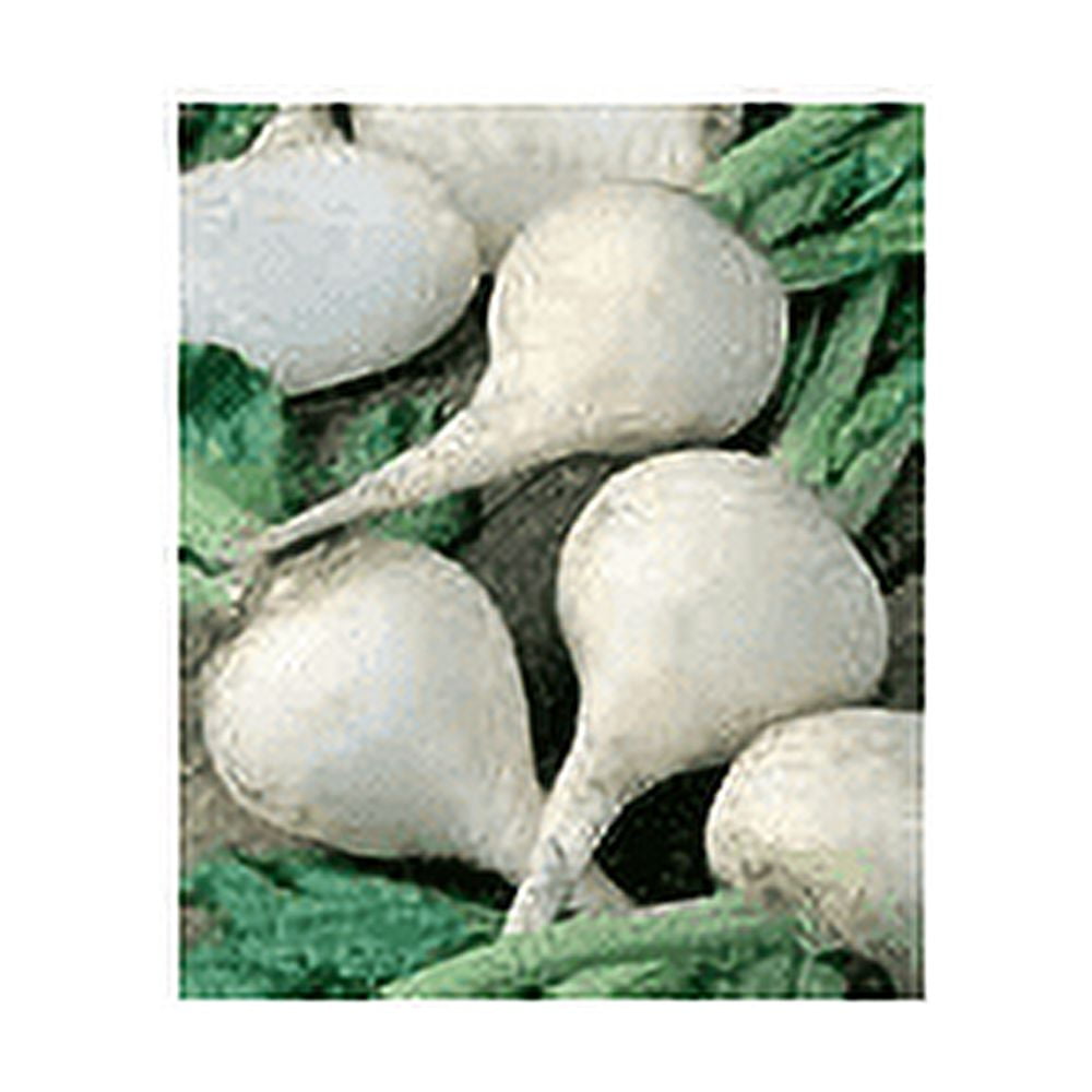 Beet White Albino Great Heirloom Vegetable By Seed Kingdom 1/4 Lb Seeds ...