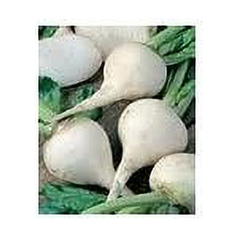 Beet White Albino Great Heirloom Vegetable Seeds By Seed Kingdom 50 ...