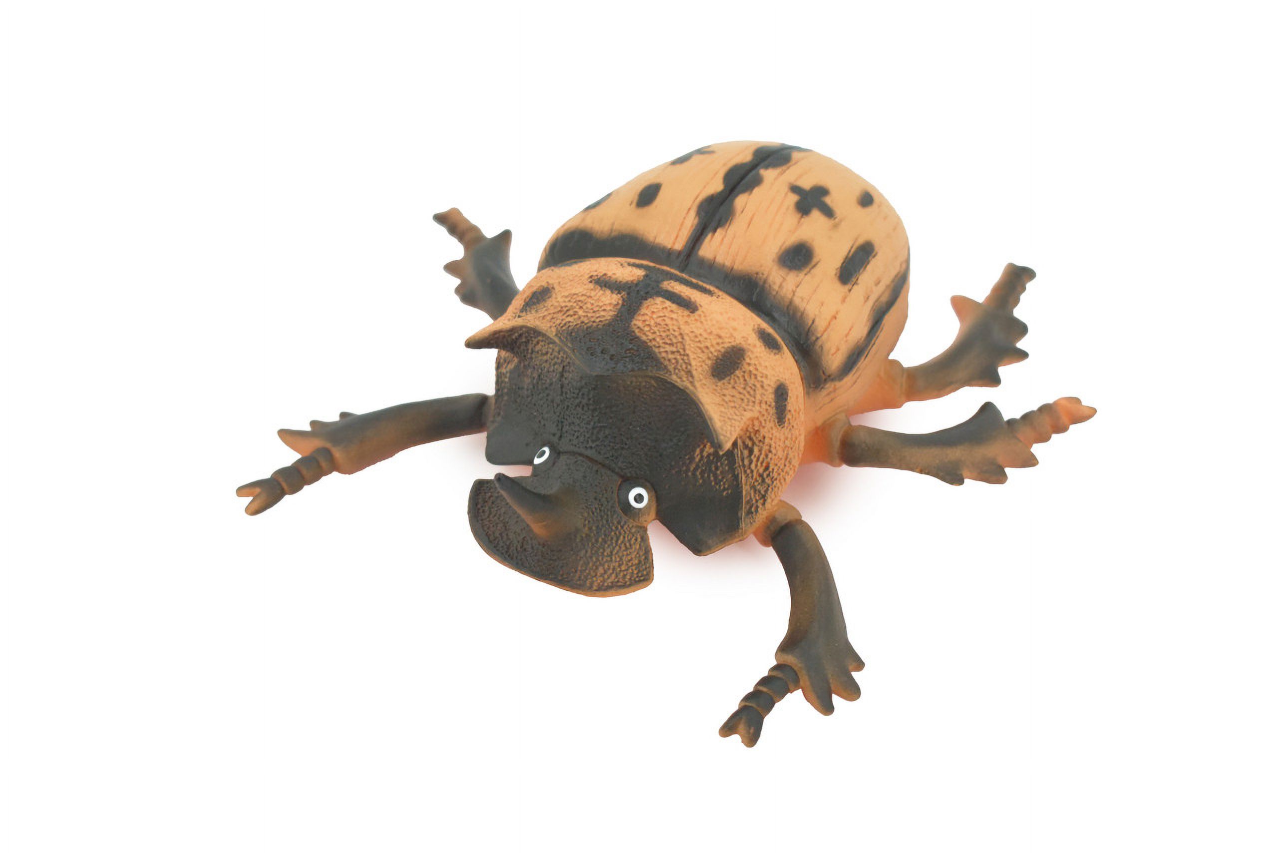 Beetle, Horned Rhino Beetle, Dynastinae, Rubber Insect, Educational ...