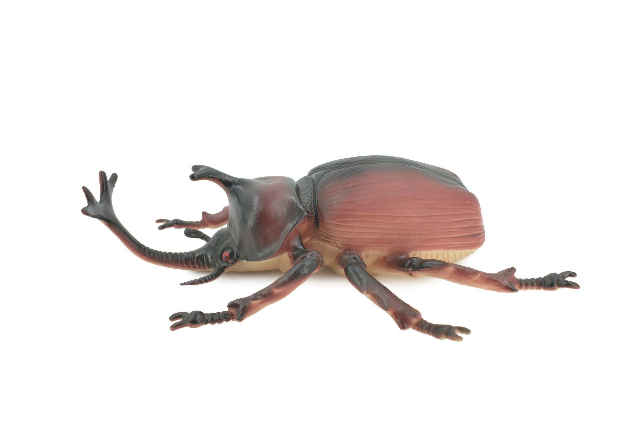 Beetle, Rhinoceros, Horned Stag Beetle, Dynastinae, Rubber Insect ...