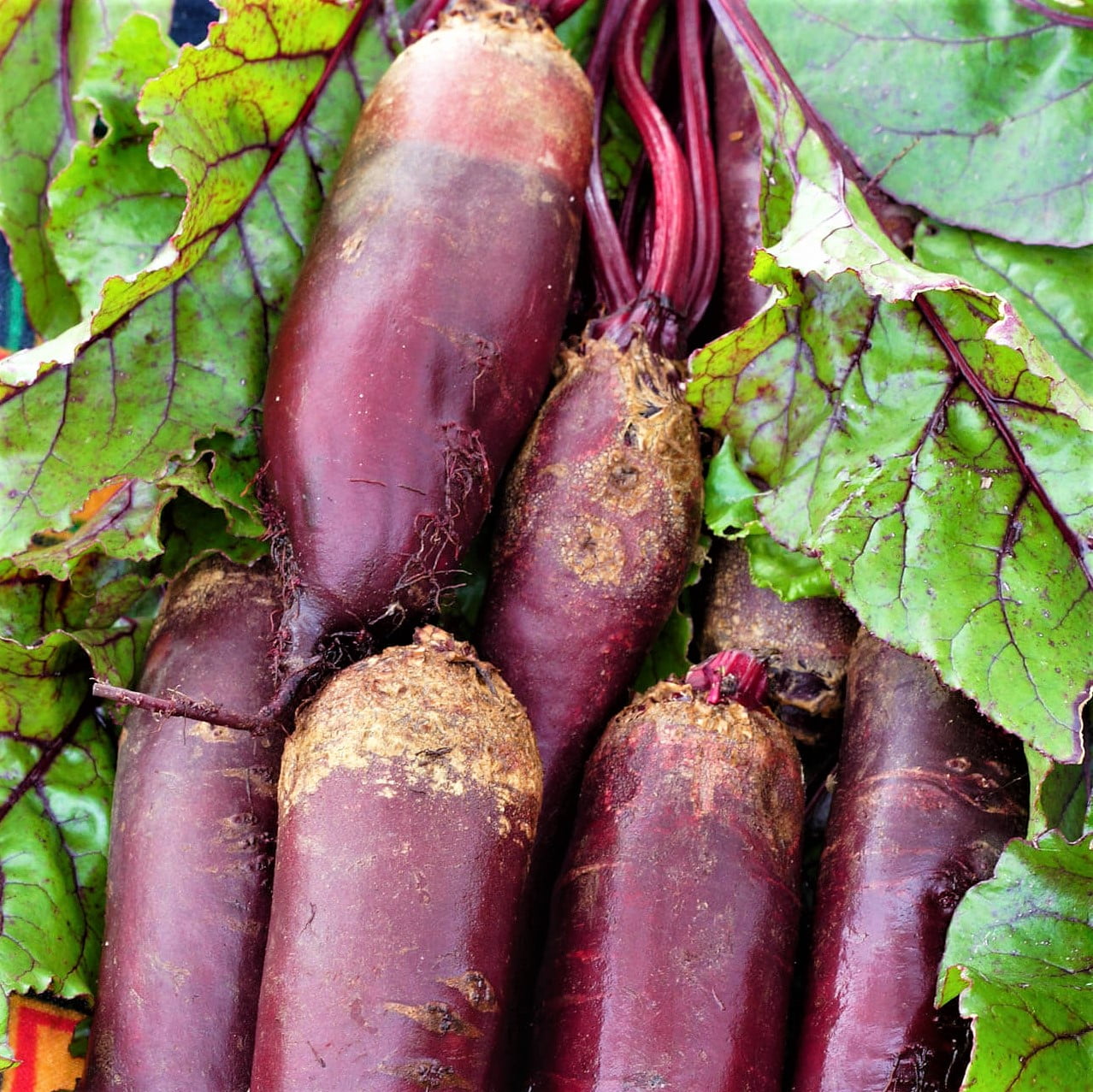 Beets, Cylindra, Heirloom, 200 Seeds, Tender N Sweet, Cylindrical Shape ...