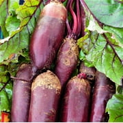 Cylindra Beets