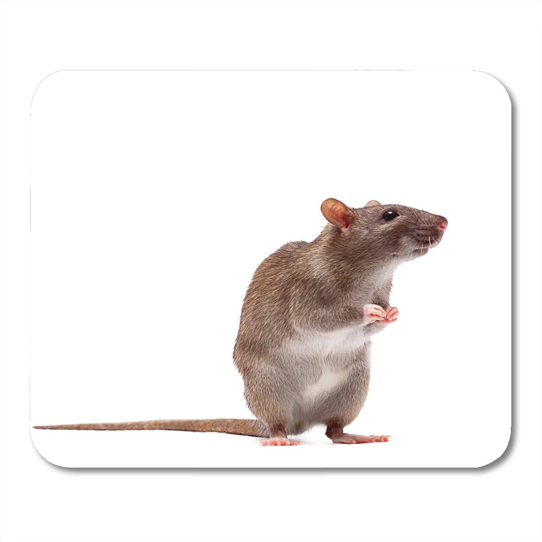Begging White Cute Domestic Brown Rat Standing N Tiptoe Pet Smell ...