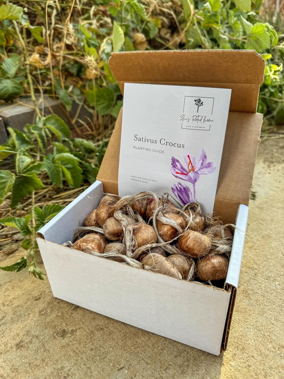 Beginner Saffron Starter Kit | Grow The Worlds Most Expensive Spice at ...