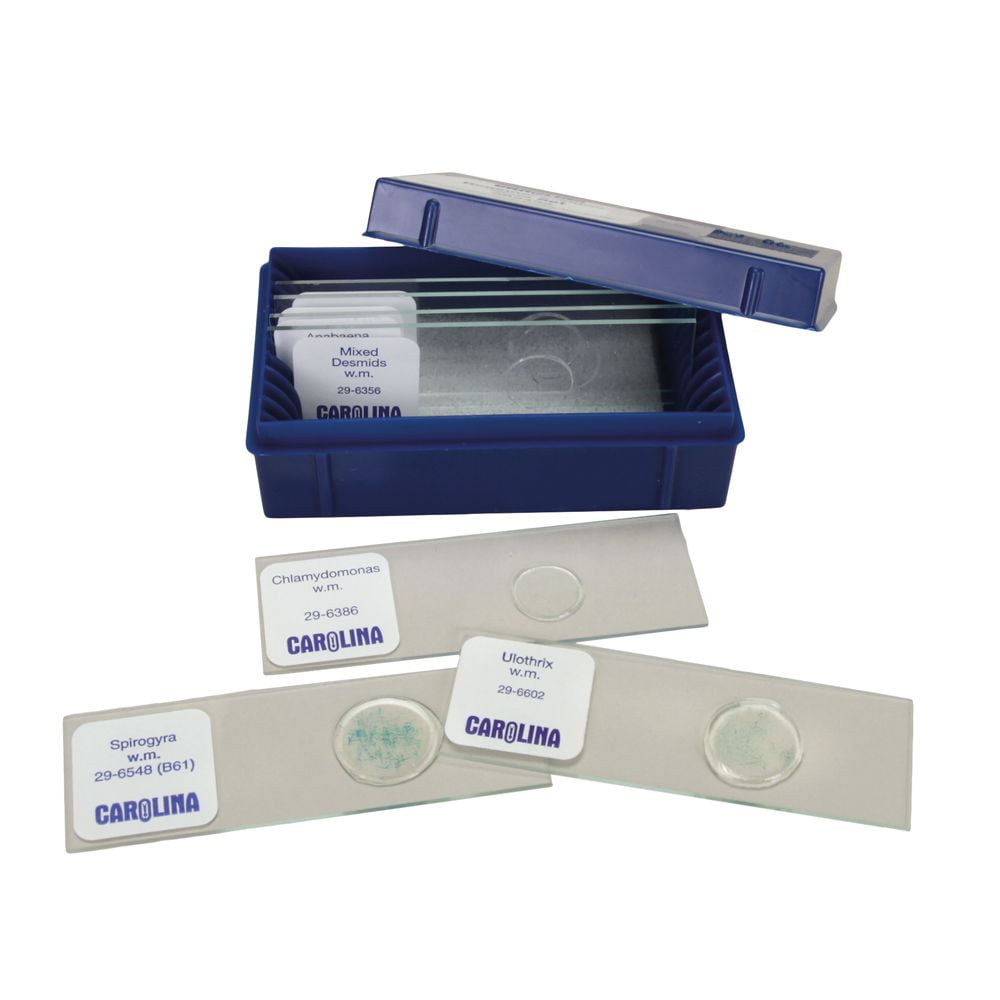 Beginner's Algae Microscope Slide Set - Walmart.com