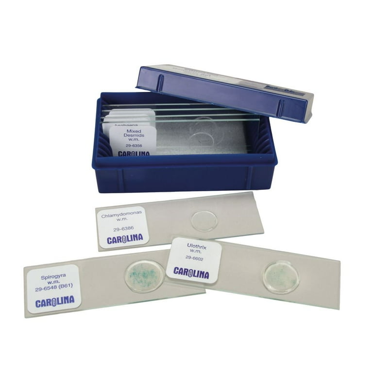 Chlamydomonas Microscope Slide