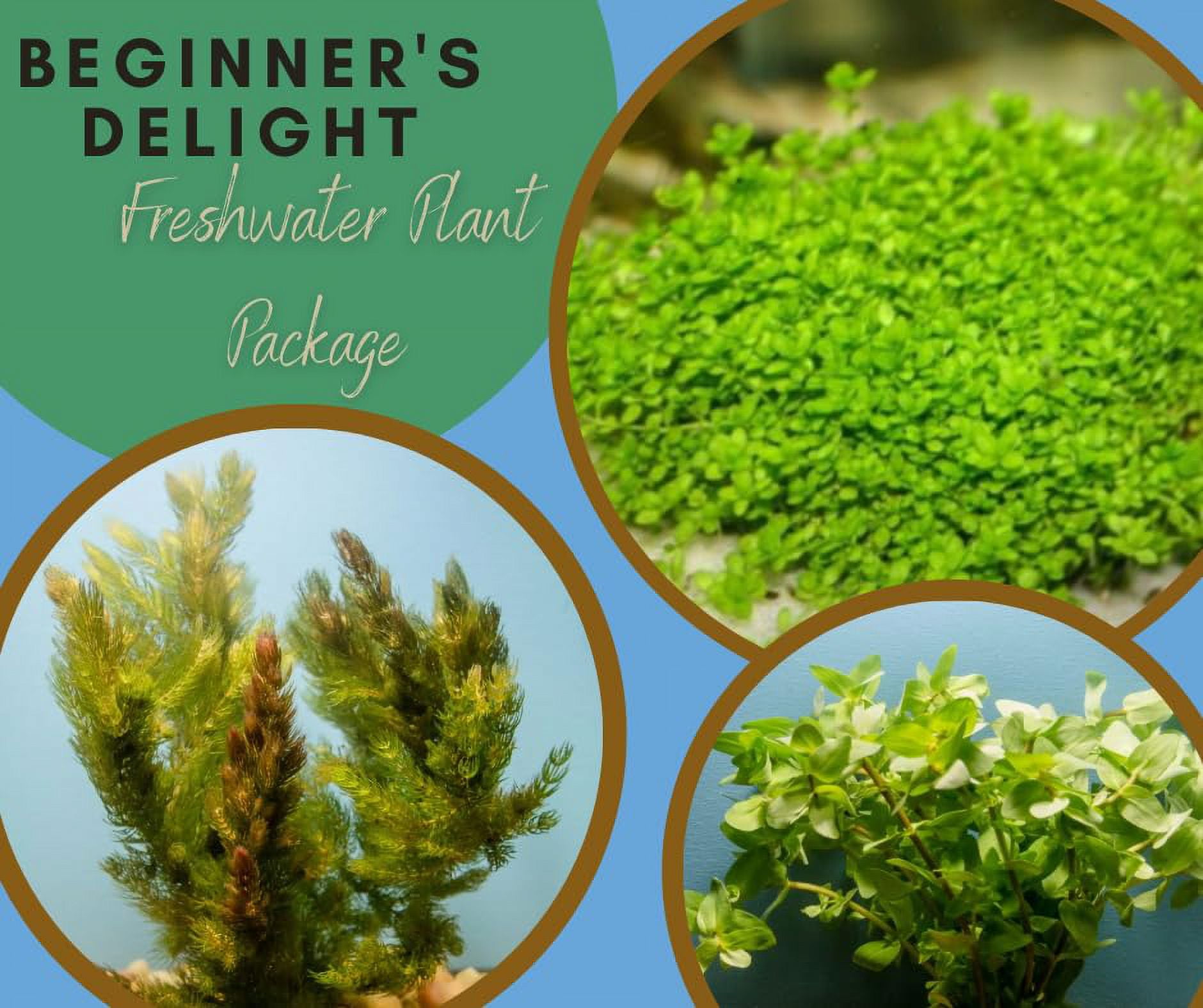Beginner's Delight Freshwater Plant Package for Aquascaping (Set of 3 ...