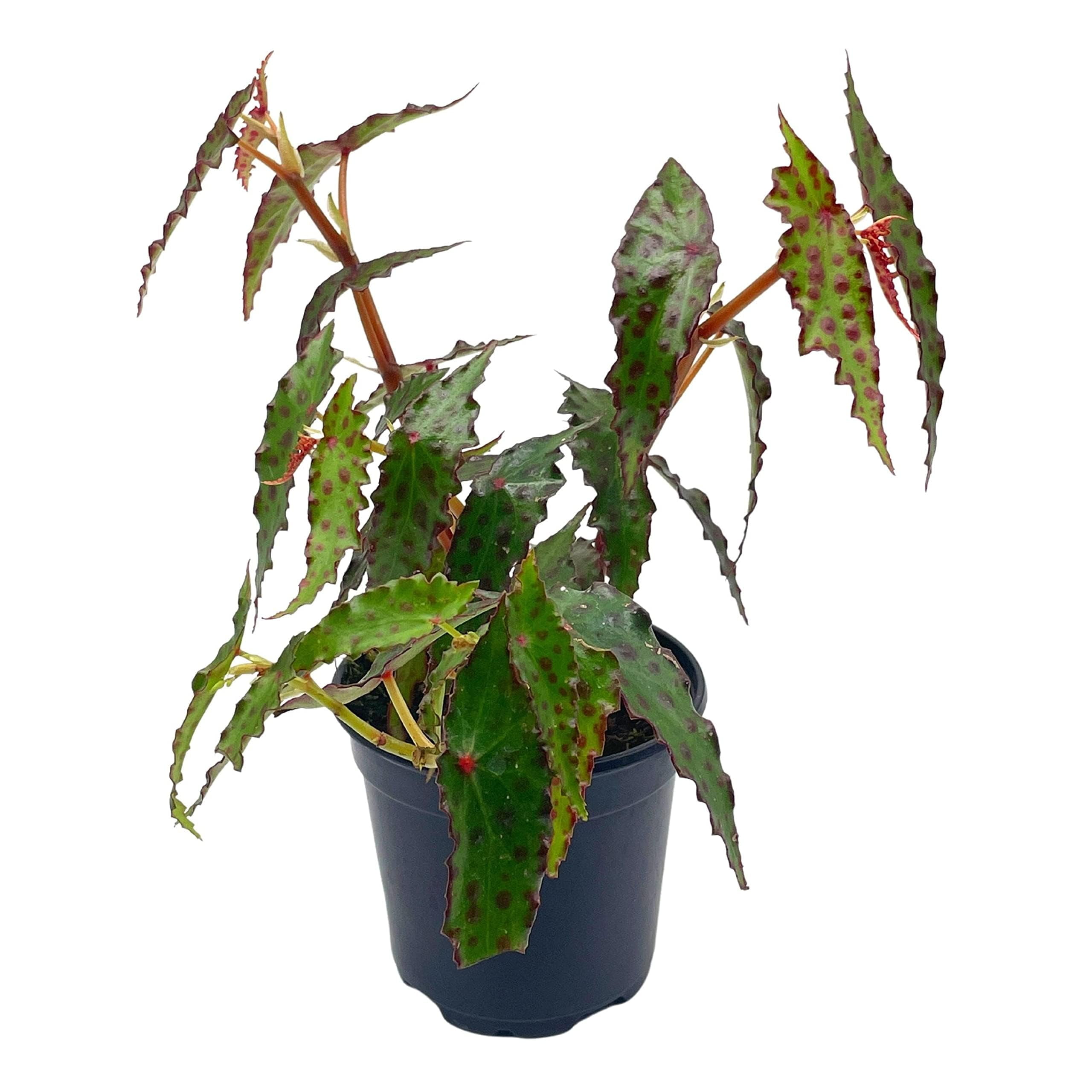Florida House Plants, Begonia Amphioxus Sands, Red Butterfly, 4 inch ...