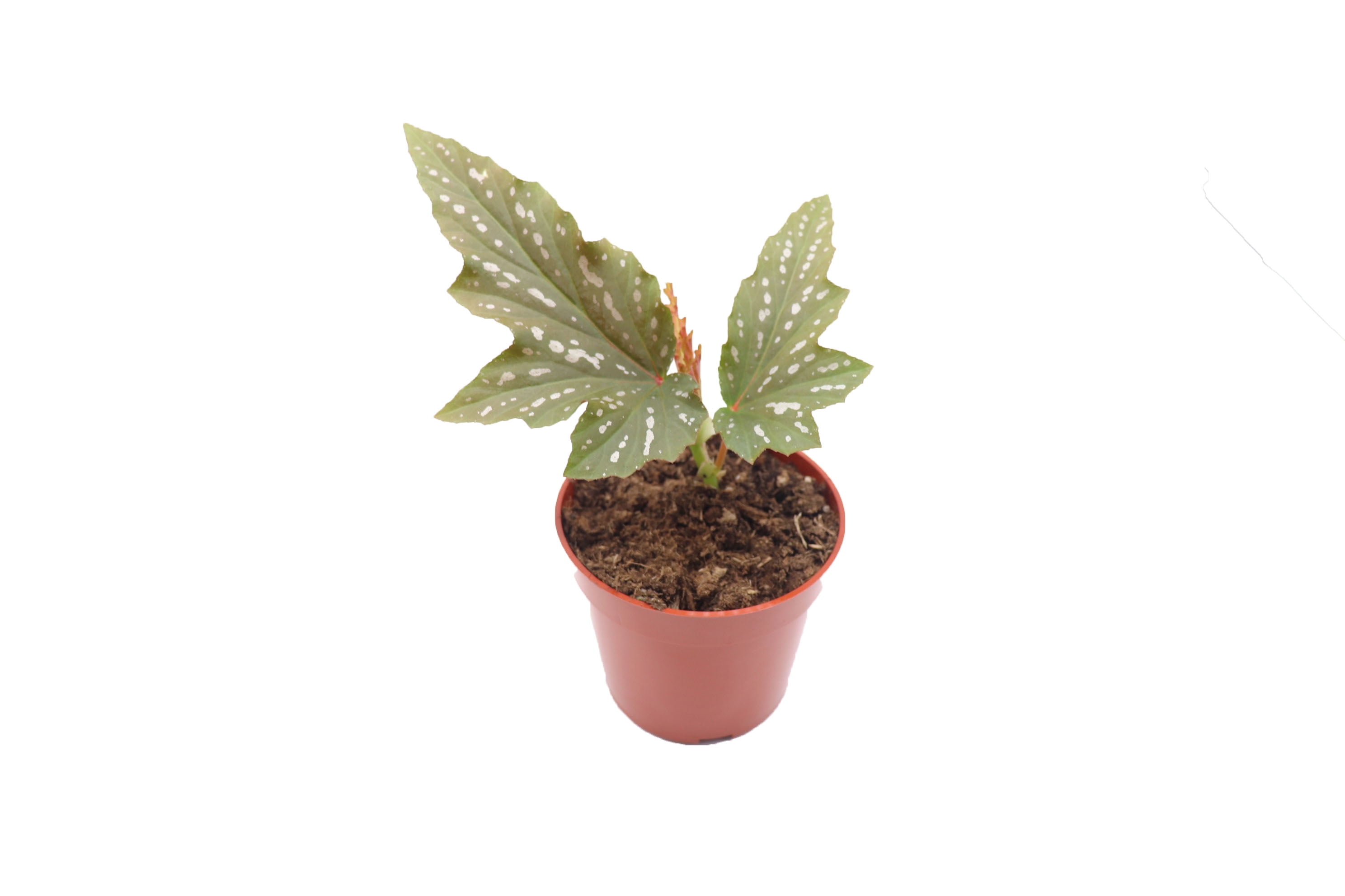Begonia Angel Wing - 4'' from California Tropicals - Walmart.com
