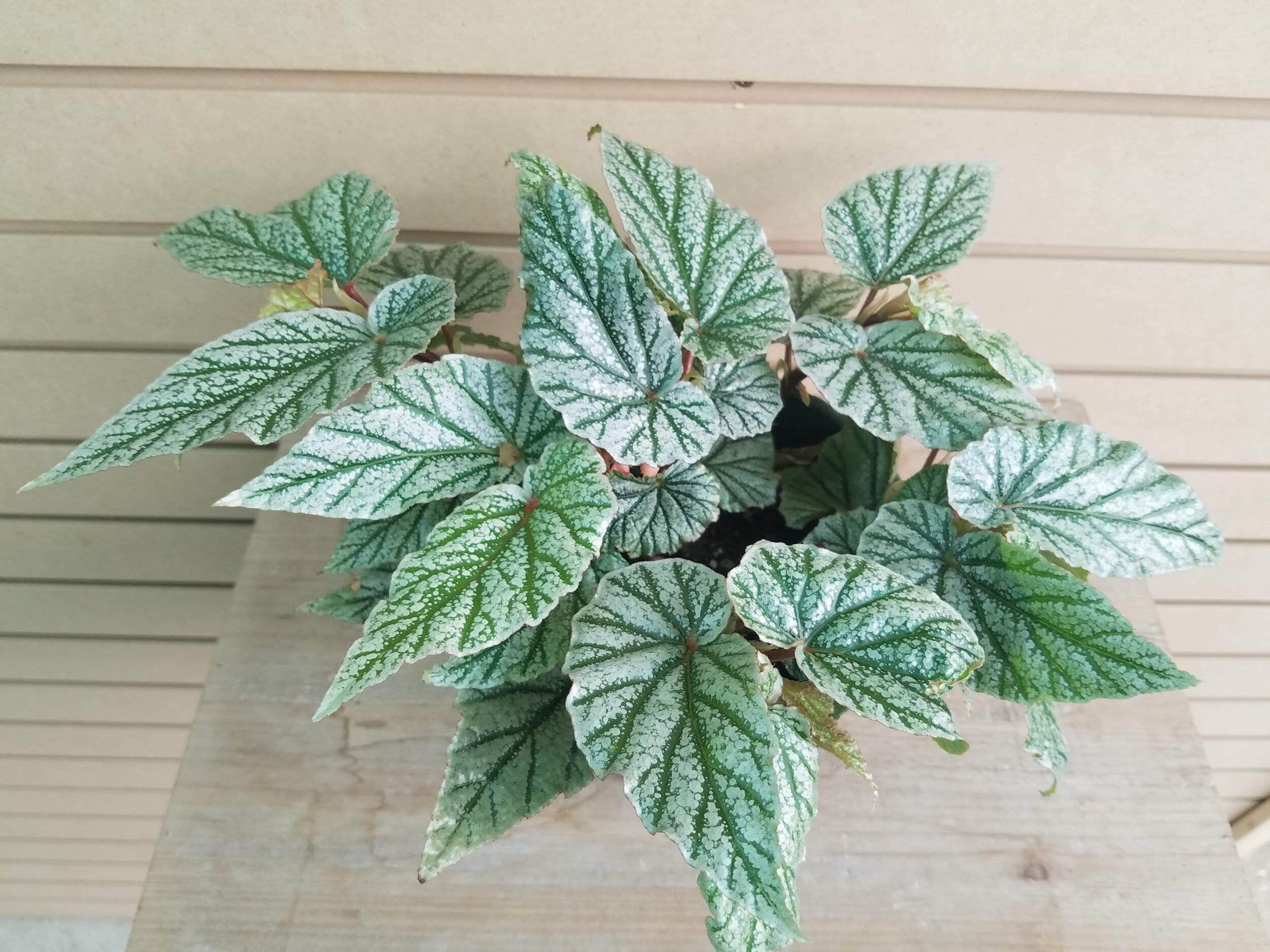 Begonia Angel Wing Frosty, 6" Plant, The Plant Farm - Walmart.com