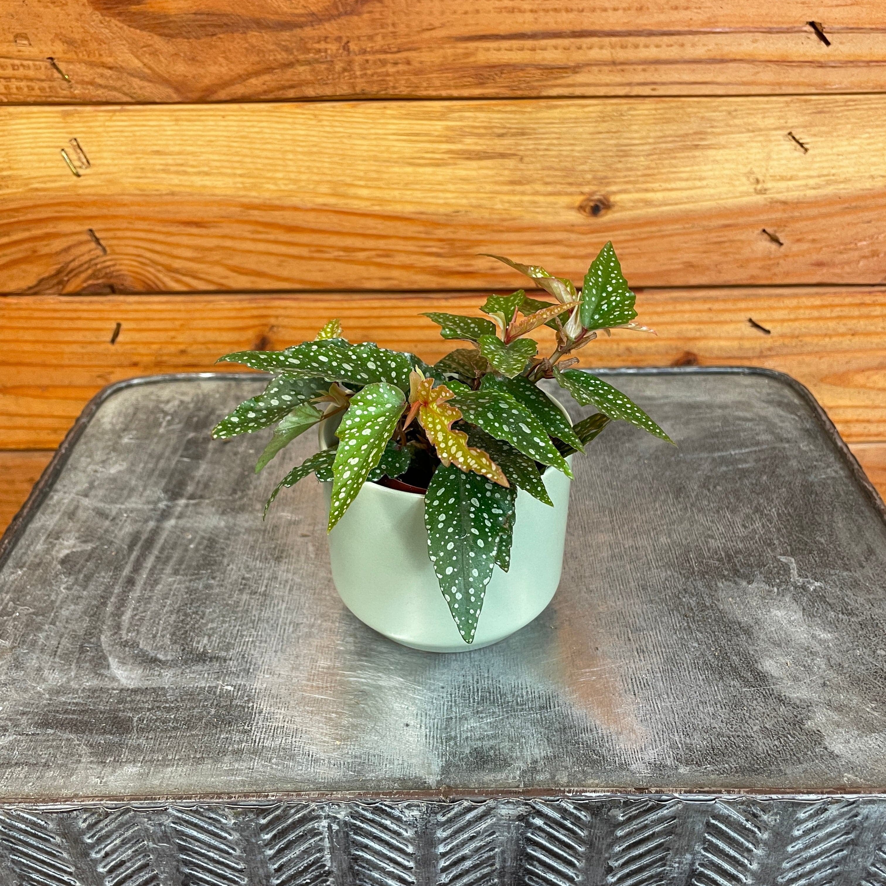 Begonia Angel Wing Medora, 2" Plant, The Plant Farm - Walmart.com