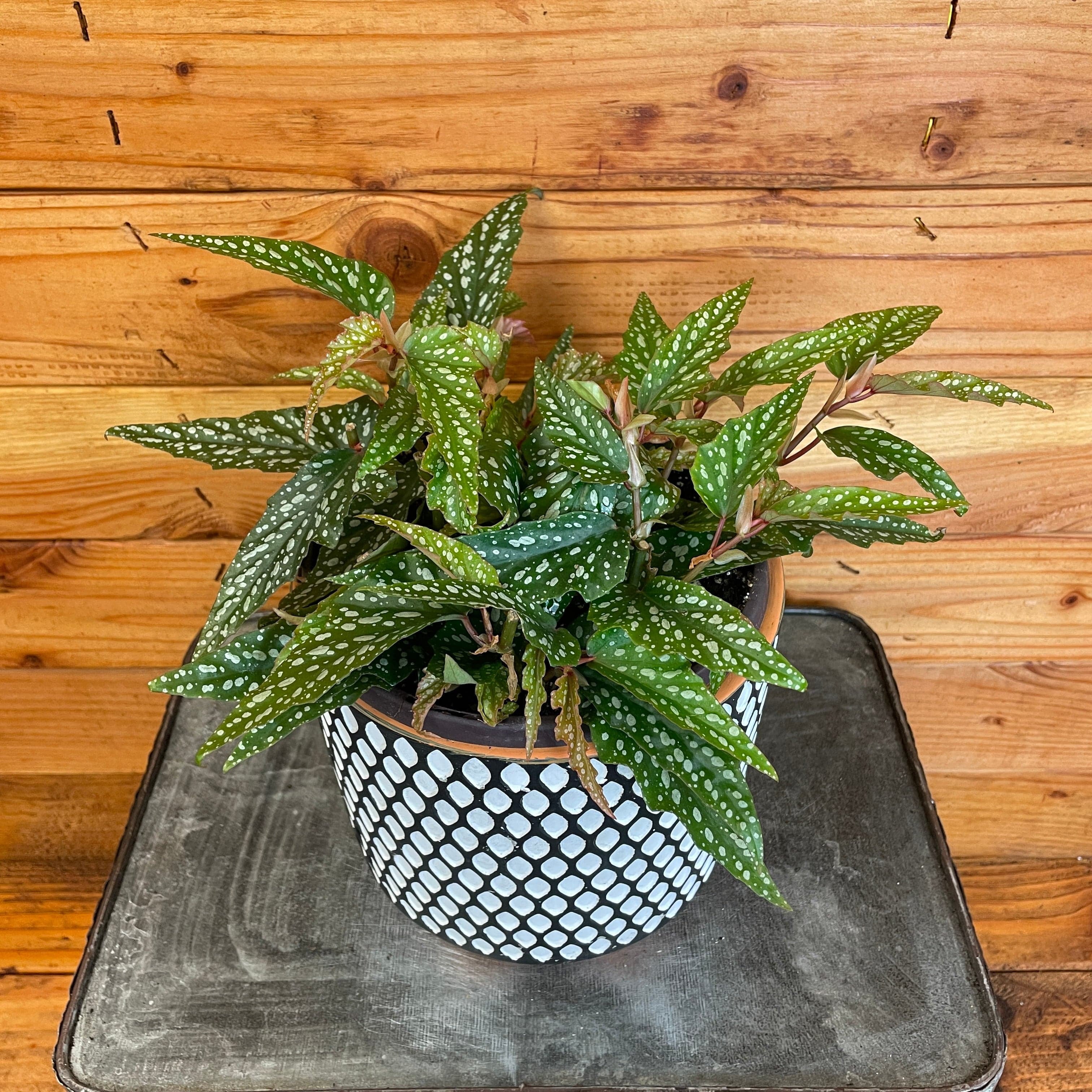 Begonia Angel Wing Medora, 6" Plant, The Plant Farm - Walmart.com