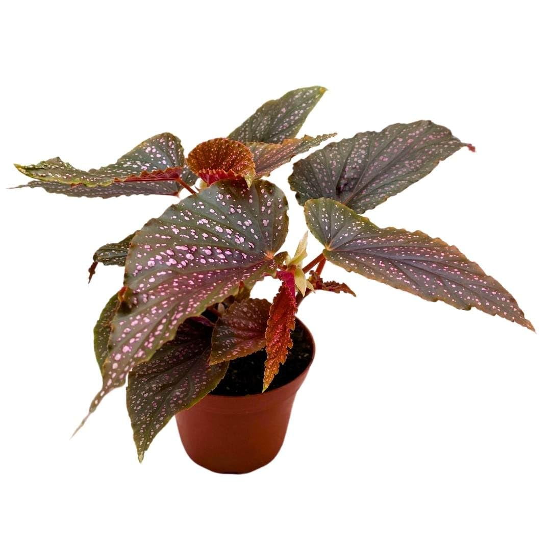 Begonia Benigo Pink Angel Wing Cane Begonia 4 inch Pink Polka Dot ...