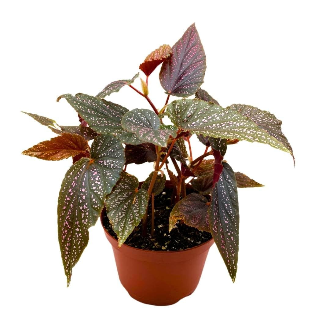 Begonia Benigo Pink Angel Wing Cane Begonia 6 inch Pink Polka Dot ...