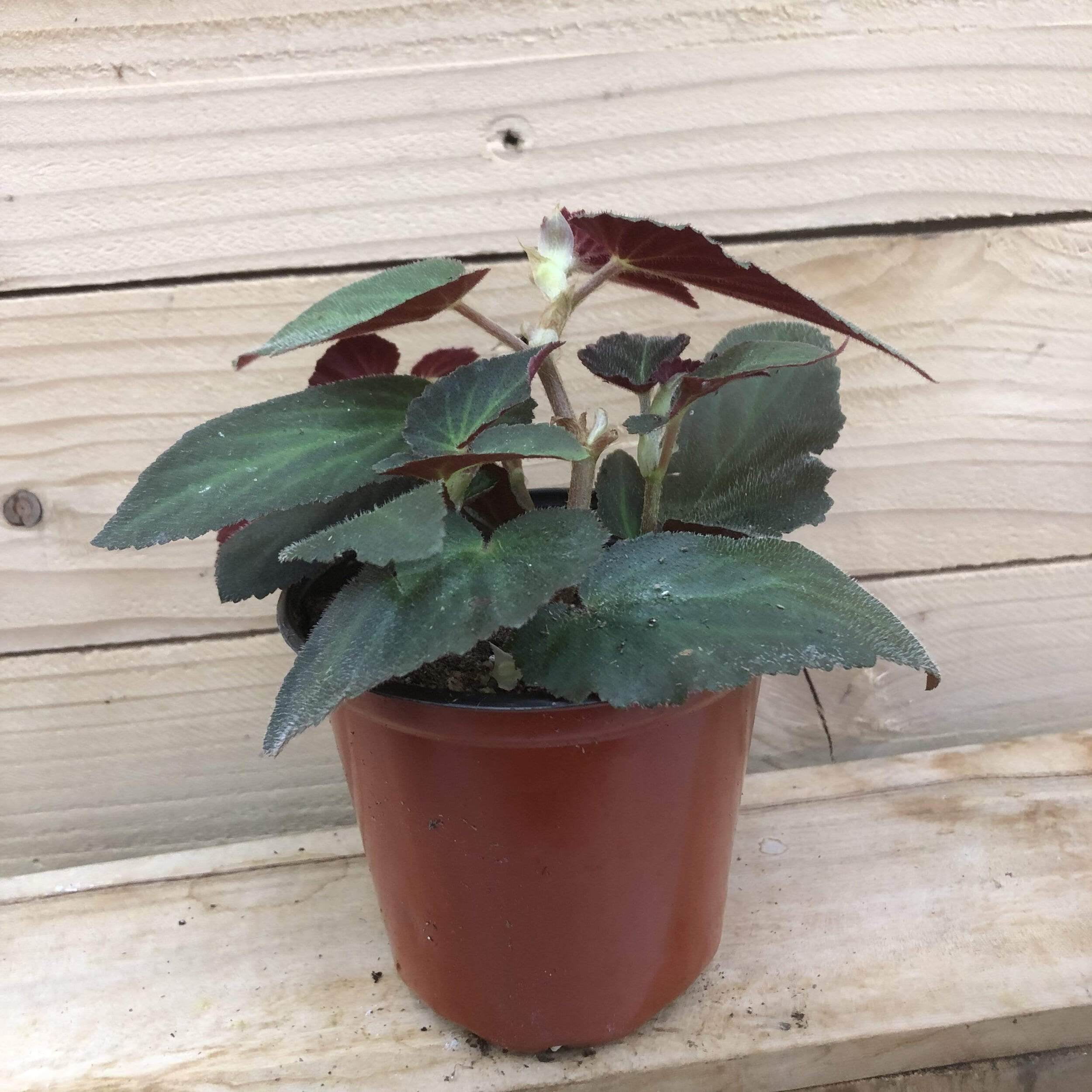 Begonia Brazilian Lady Angel Wing, 4" Plant, The Plant Farm - Walmart.com