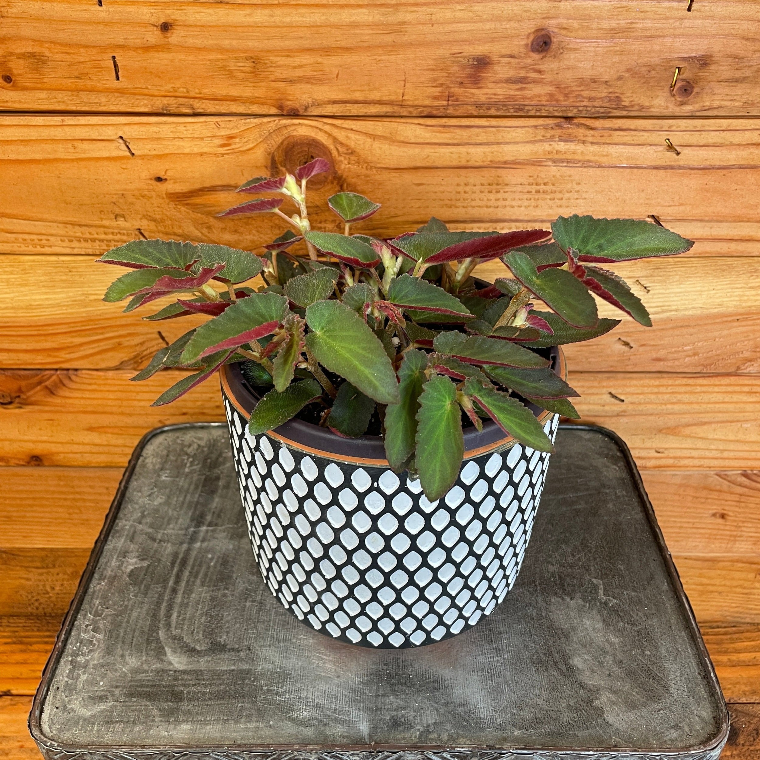 Begonia Brazilian Lady Angel Wing, 6" Plant, The Plant Farm - Walmart.com
