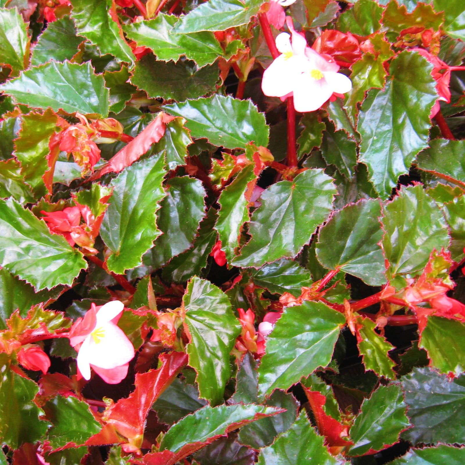 Begonia Bulbs Begonia Bulbs Are Colorful Begonia Bulbs Are Suitable for ...