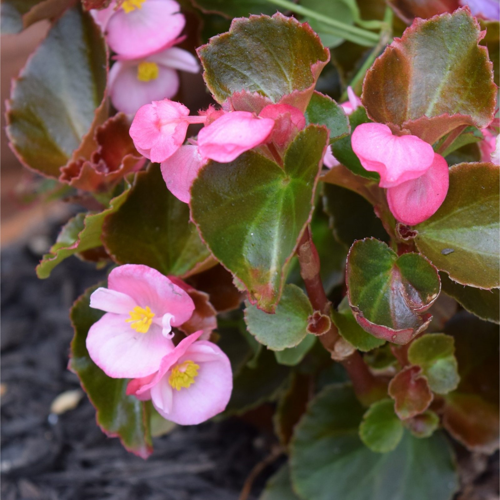 Begonia Bulbs Begonia Bulbs Have Double Flowers Begonia Bulbs Are ...