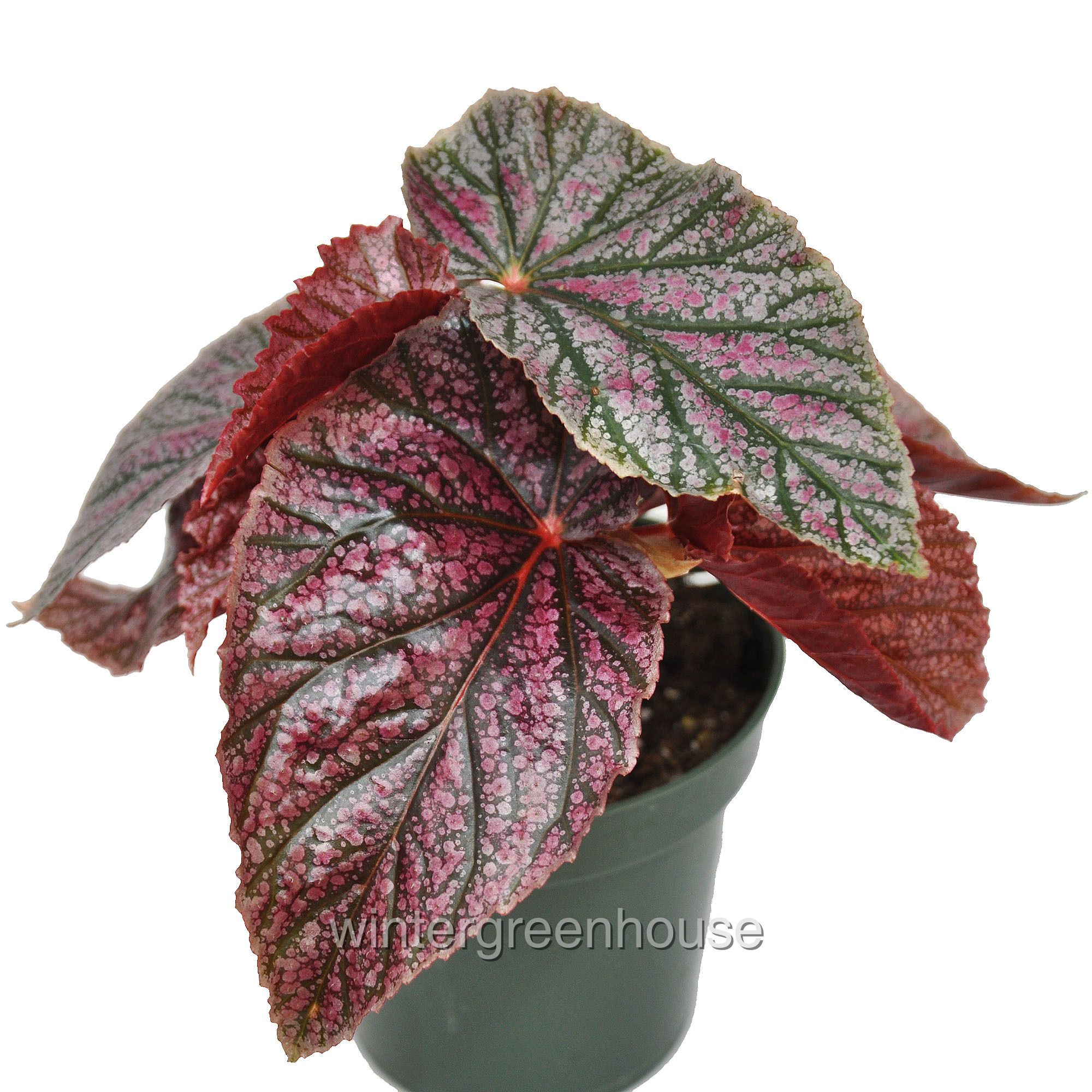 Begonia Coccinea, Pink Mink, Angelwing Begonia - Pot Size: 4 ...