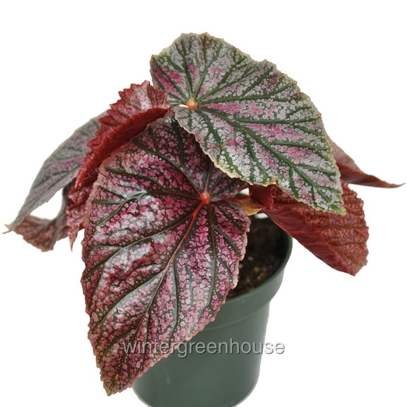 Begonia Color