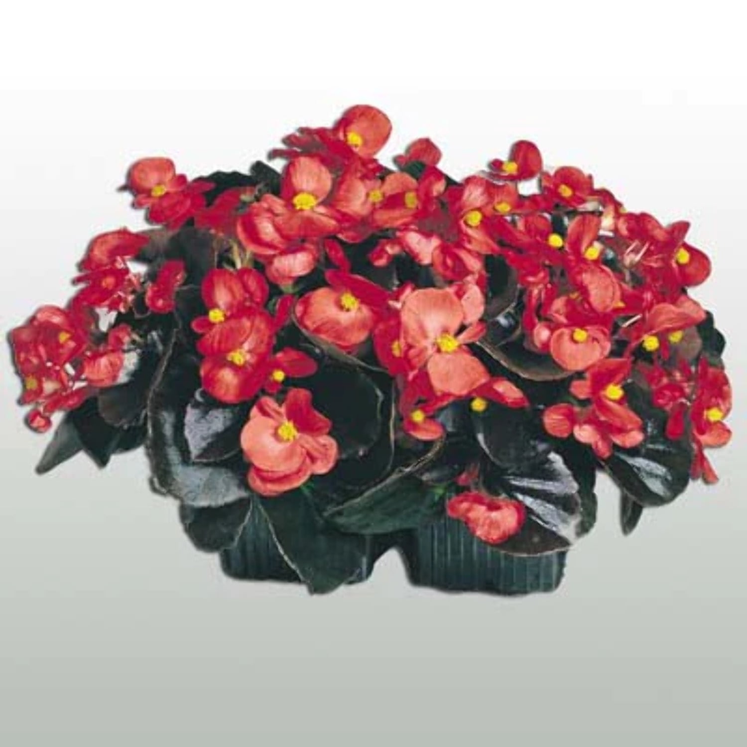 Begonia Cocktail Vodka F1 Seed - Walmart.com