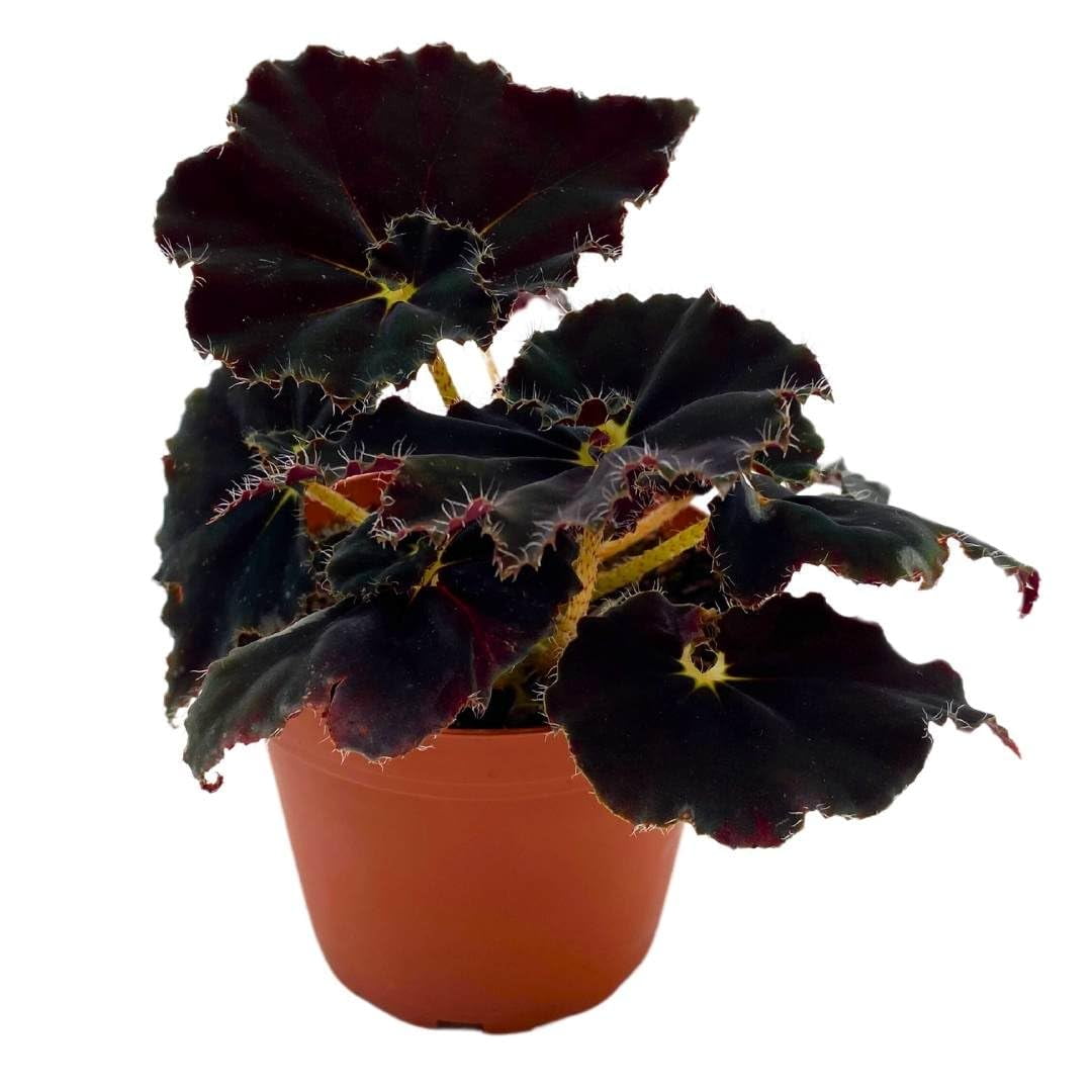 Begonia Dark Mambo Rhizomatous Rhizo in a 4 inch Black Round Leaves ...
