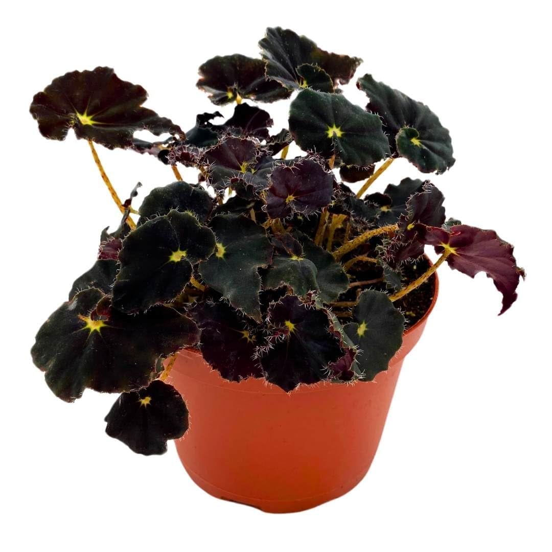 Begonia Dark Mambo Rhizomatous Rhizo in a 6 inch Black Round Leaves ...