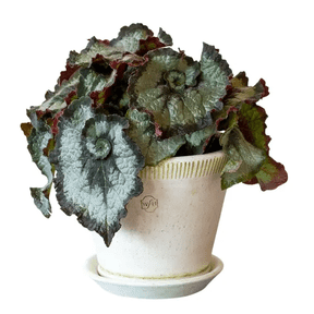 Spiral Begonia