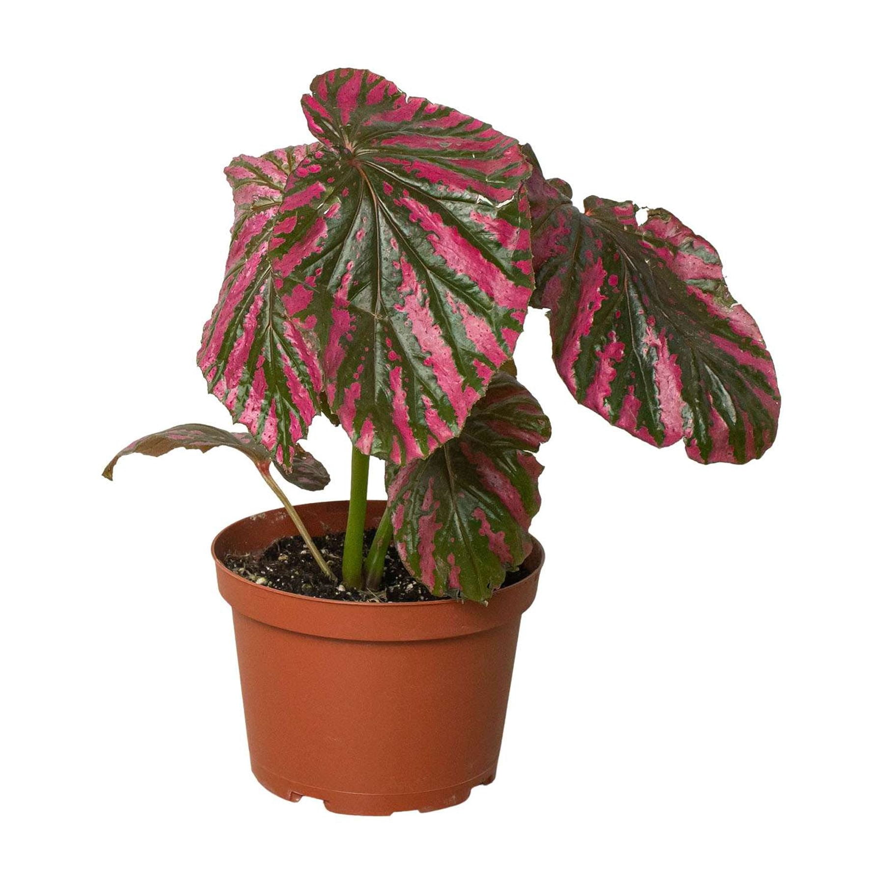 Begonia Exotica Live Plant for Indoor | Different Houseplants in 4 ...