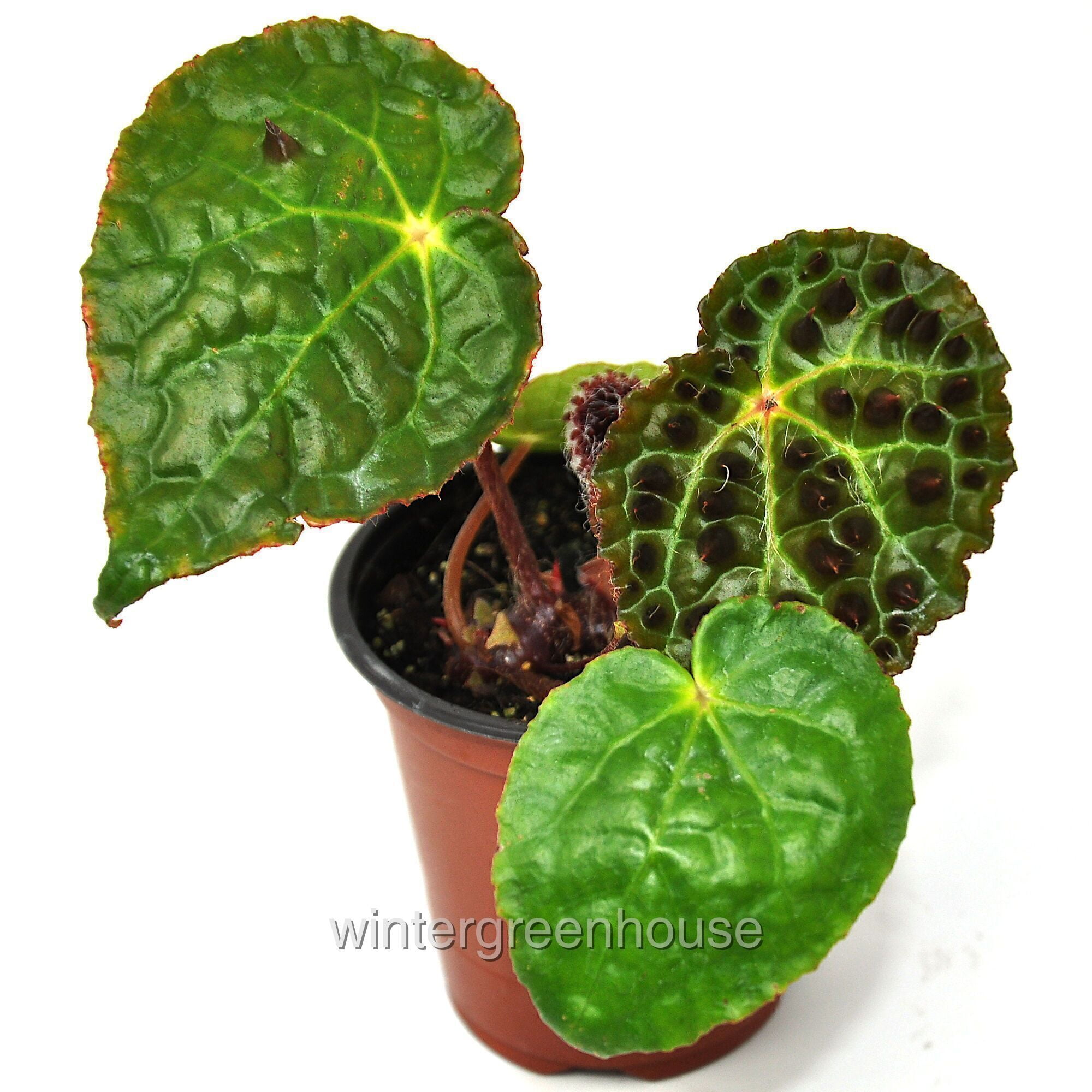 Begonia Ferox, Fierce Begonia - Pot Size: 3" (2.6x3.5") - Colorful ...