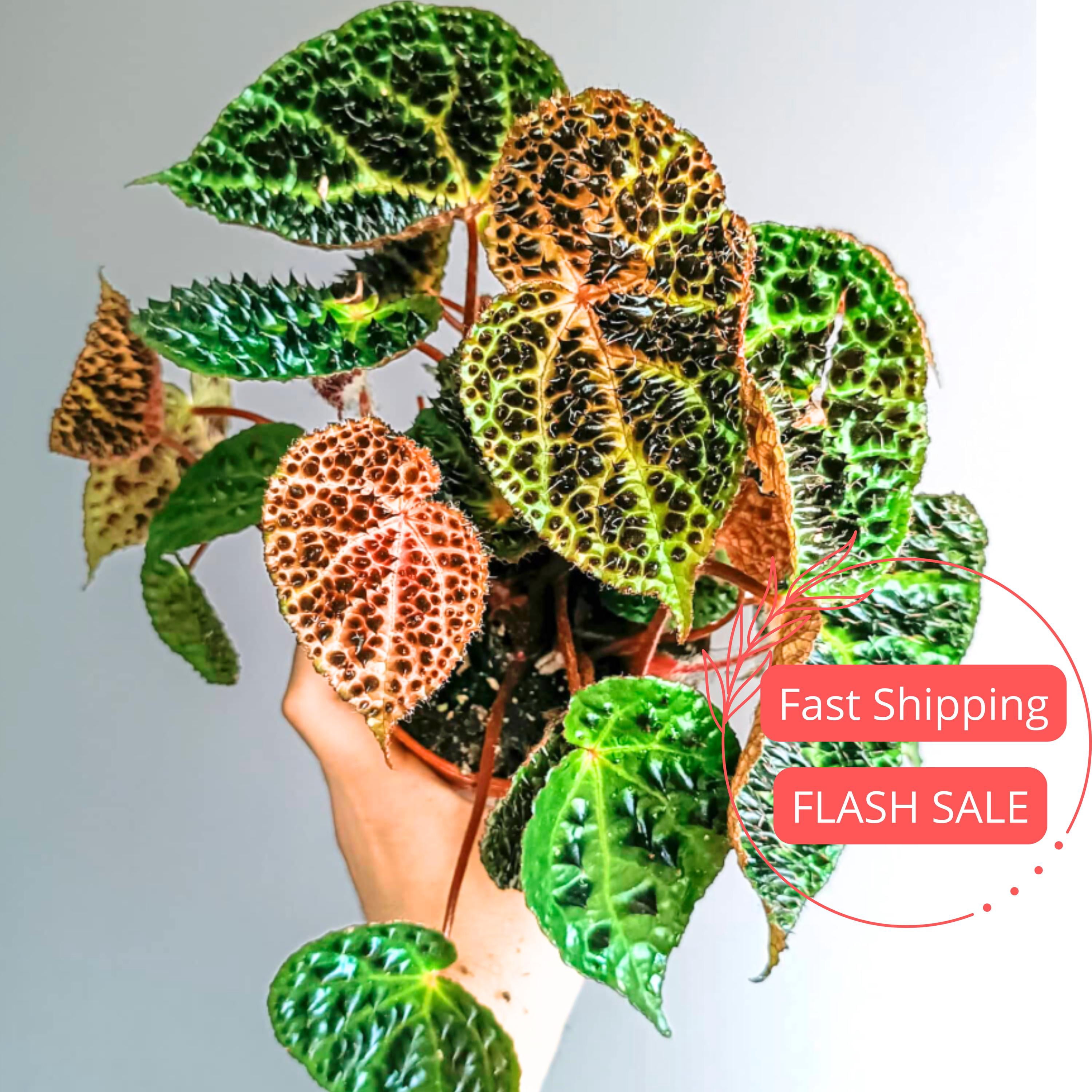 Begonia Ferox Live House Plants SALE | Spiked Fierce Begonia Rare ...