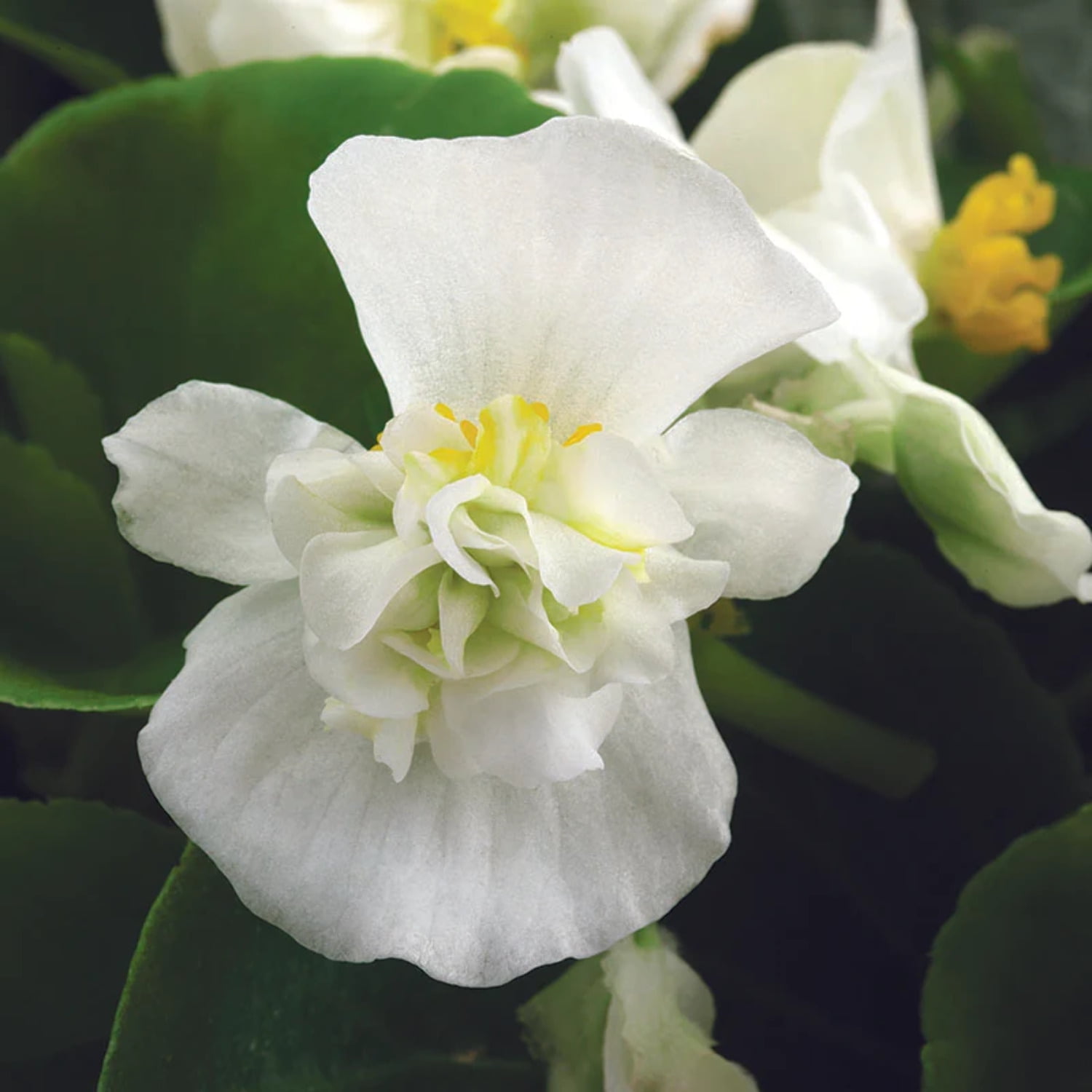 Begonia Fiona White Seed - Walmart.com