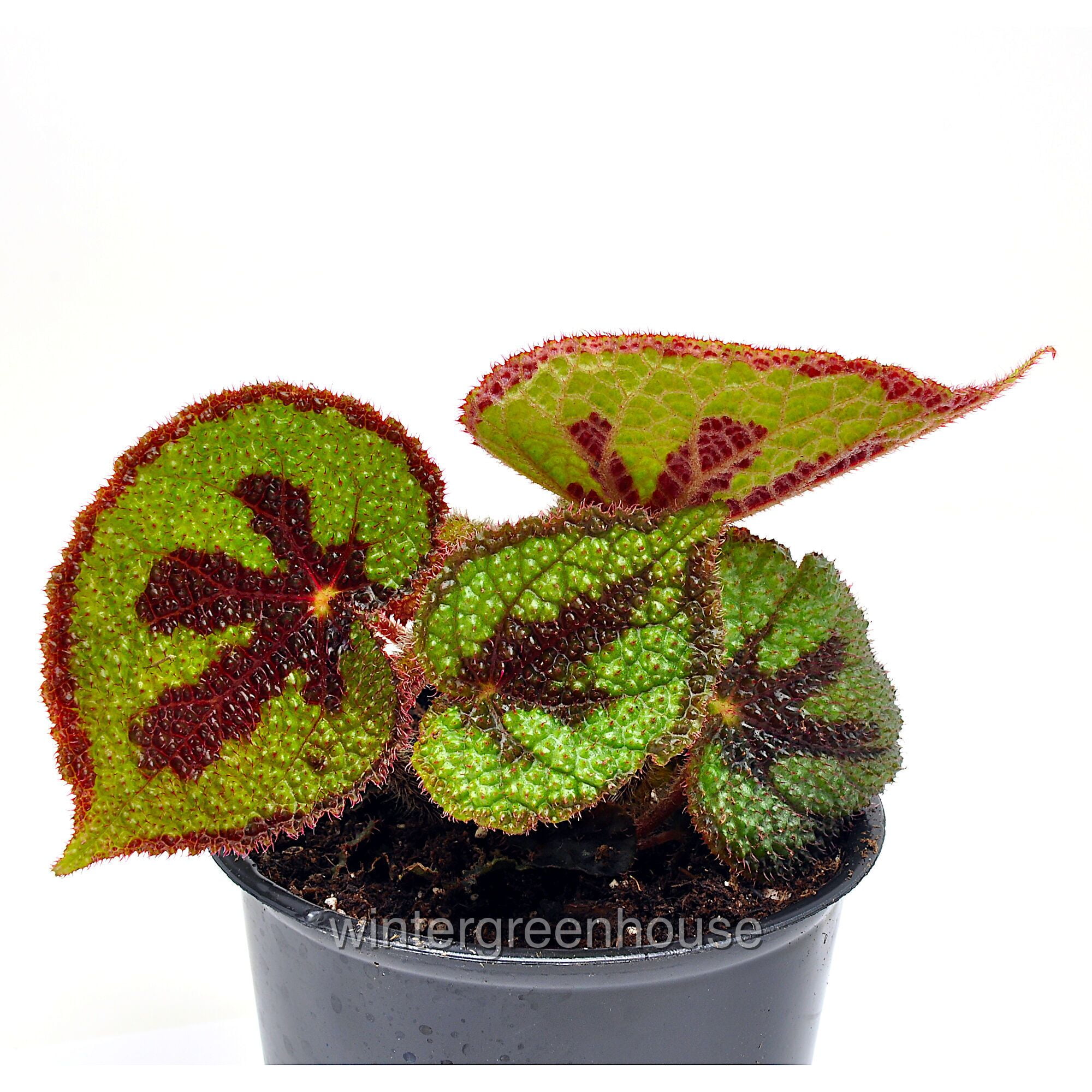 Begonia Iron Cross Rock, Rex Begonia - Pot Size: 3.5" - Colorful ...